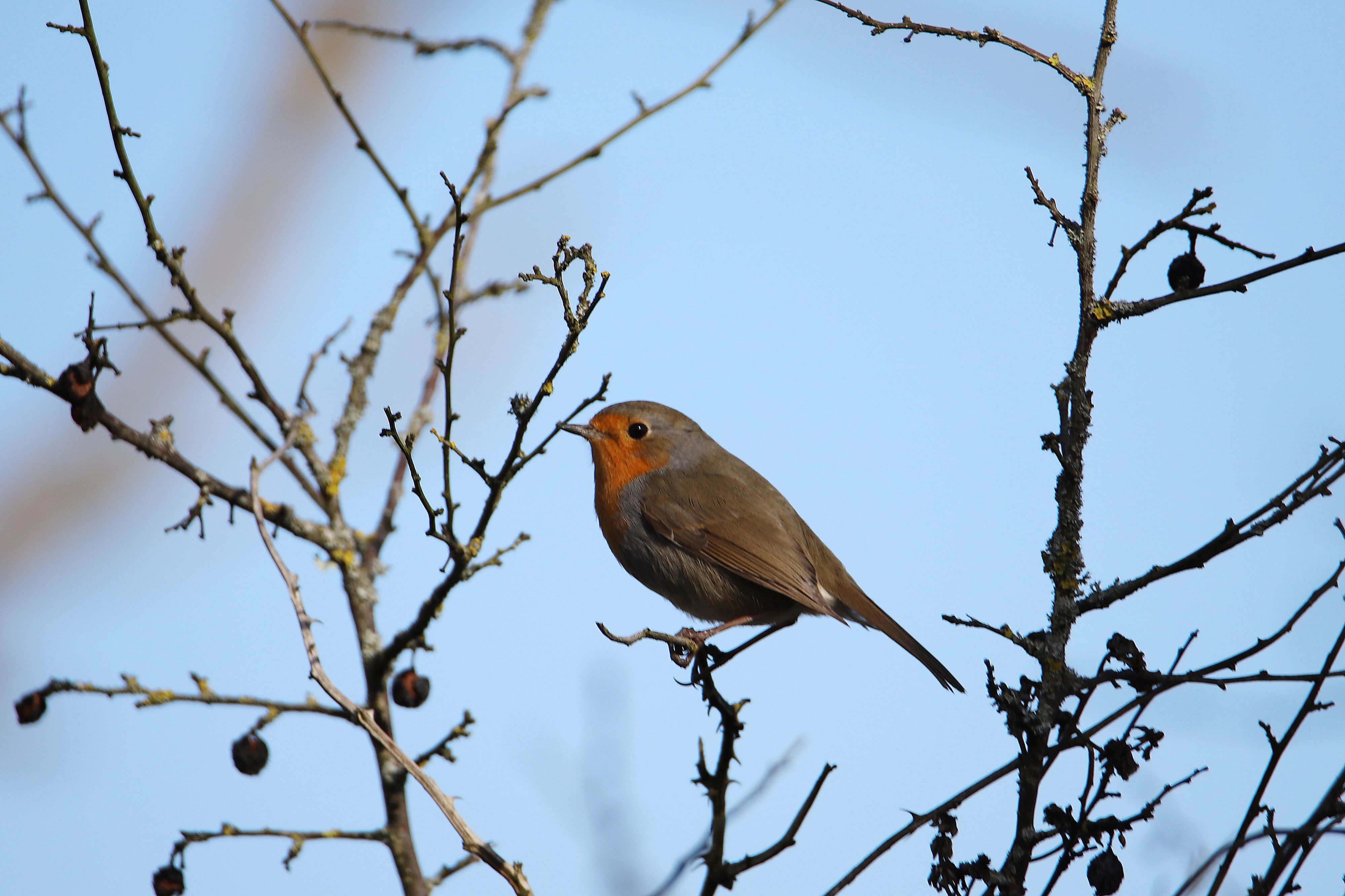 A Robin Perched on a Branch · Free Stock Photo