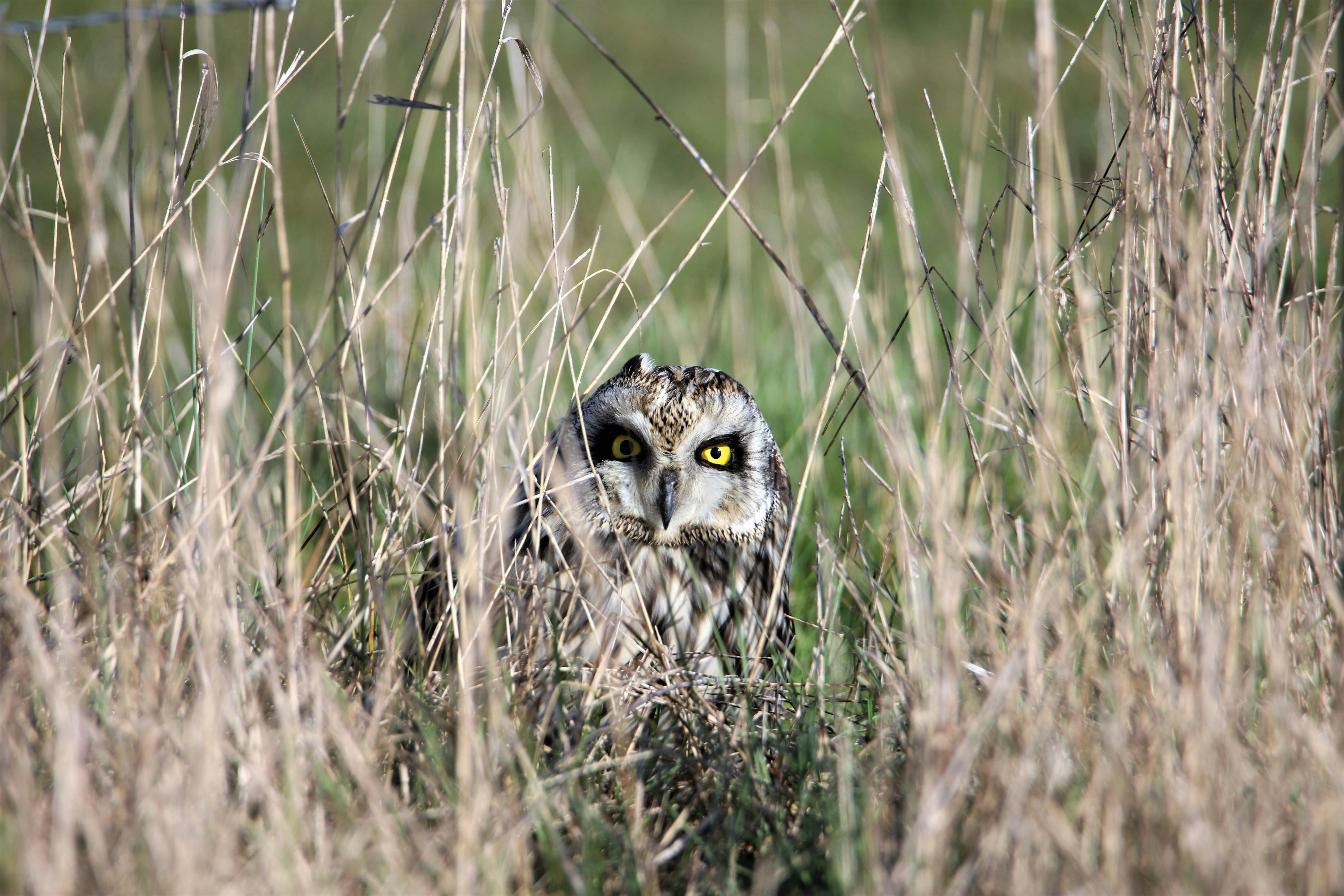 Eastern Grass Owl Photos, Download The BEST Free Eastern Grass Owl ...