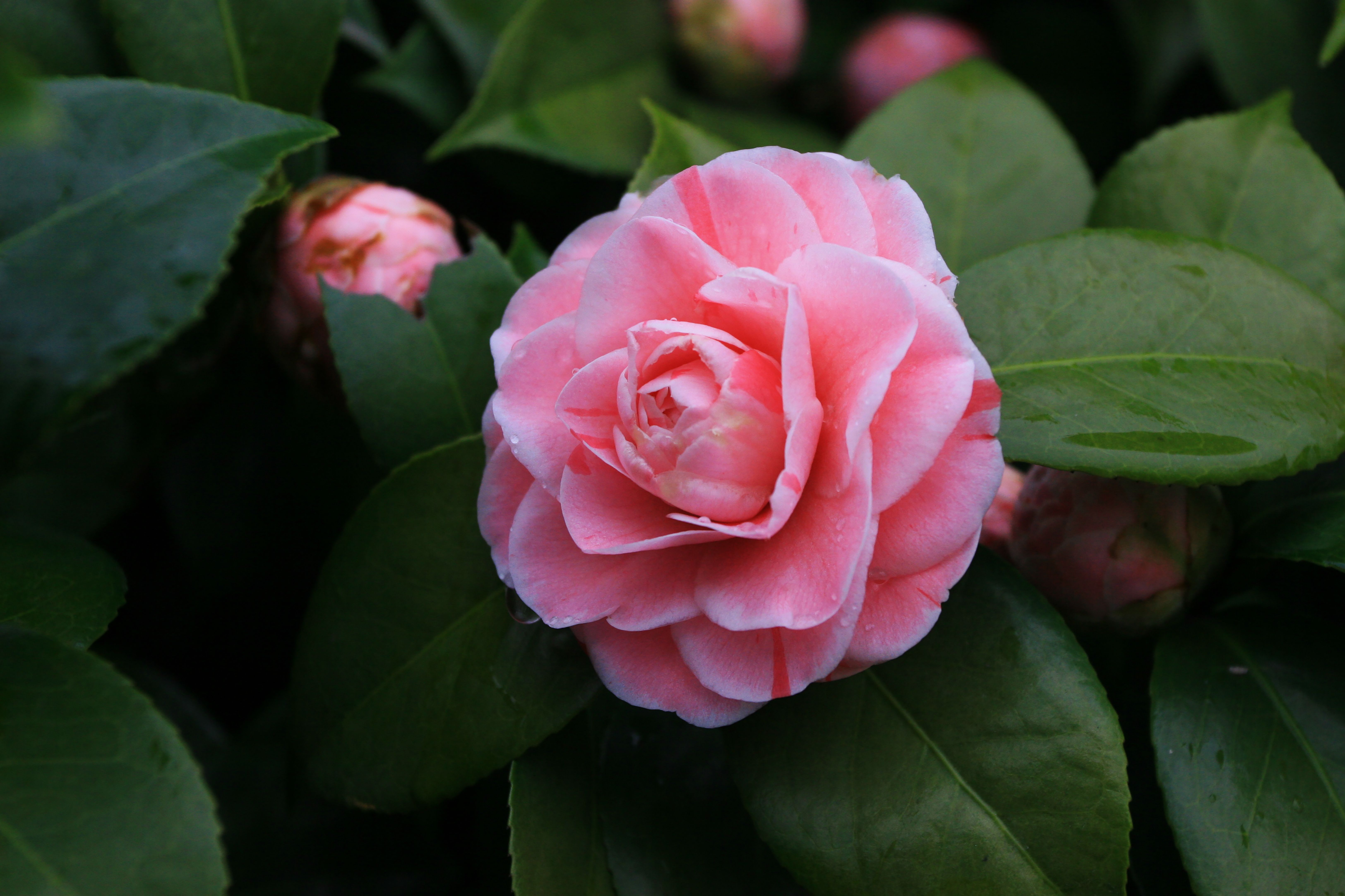 Close-Up Shot of a Flower in Bloom · Free Stock Photo