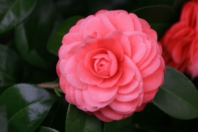 Camellia Japonica in a Pot: Easy Care Tips for Success
