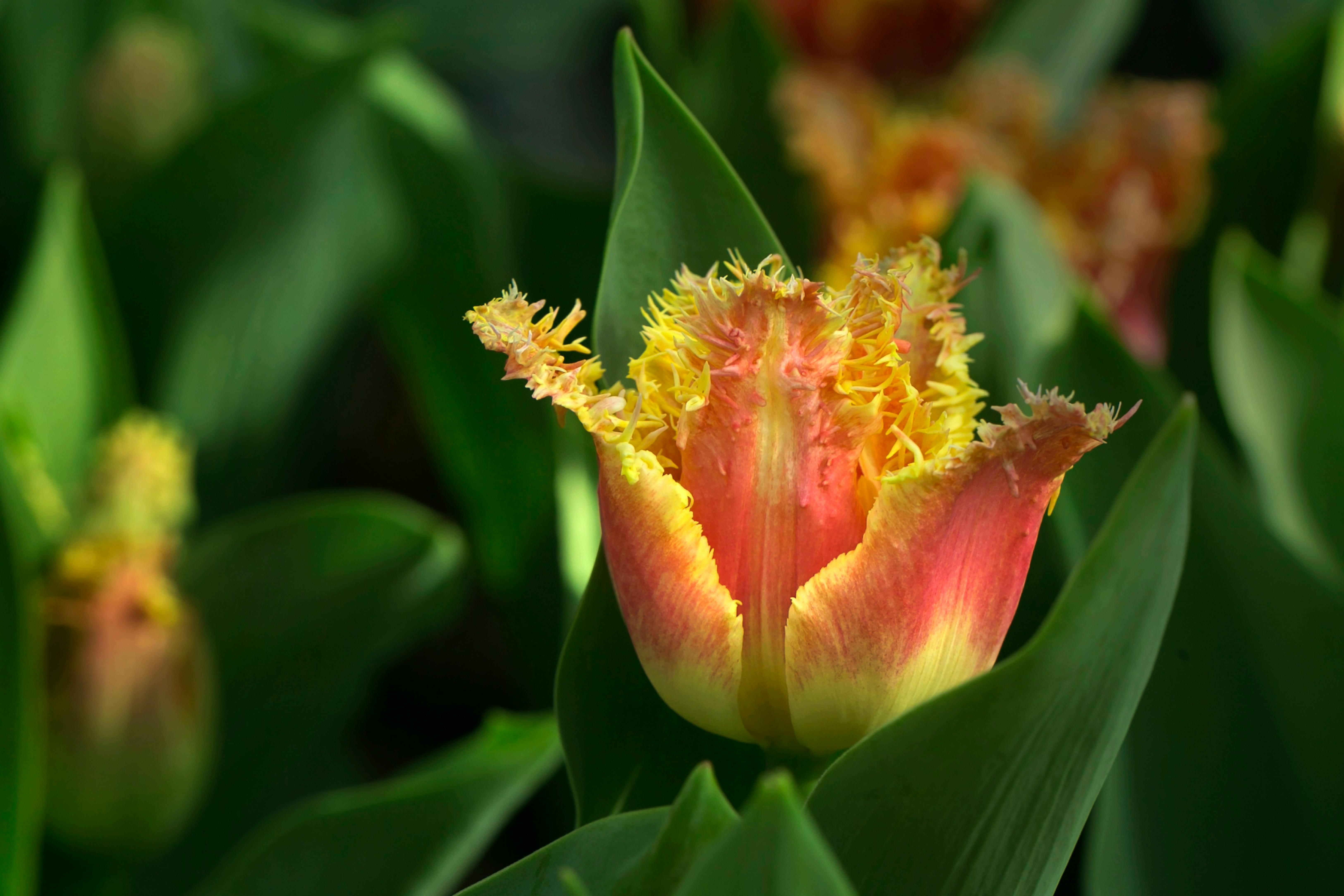 Hd Wallpaper Shiuli Flower Photos, Download Free Hd Wallpaper Shiuli ...