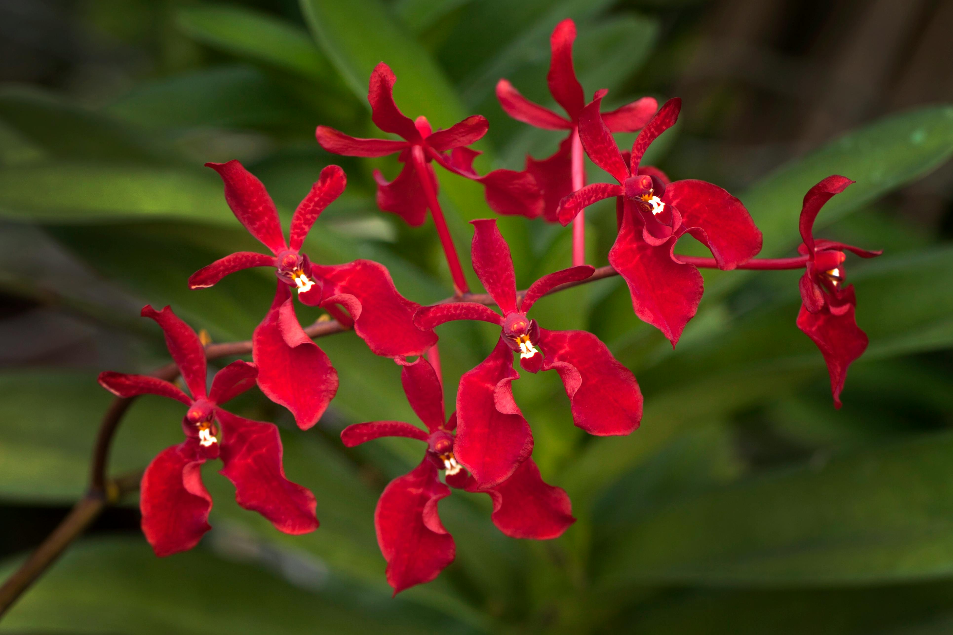 Renanthera Imschootiana Photos, Download The BEST Free Renanthera ...