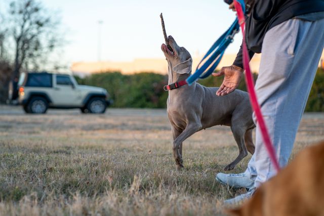 Weimaraner Lifespan: Average Age, Factors, and Health Tips
