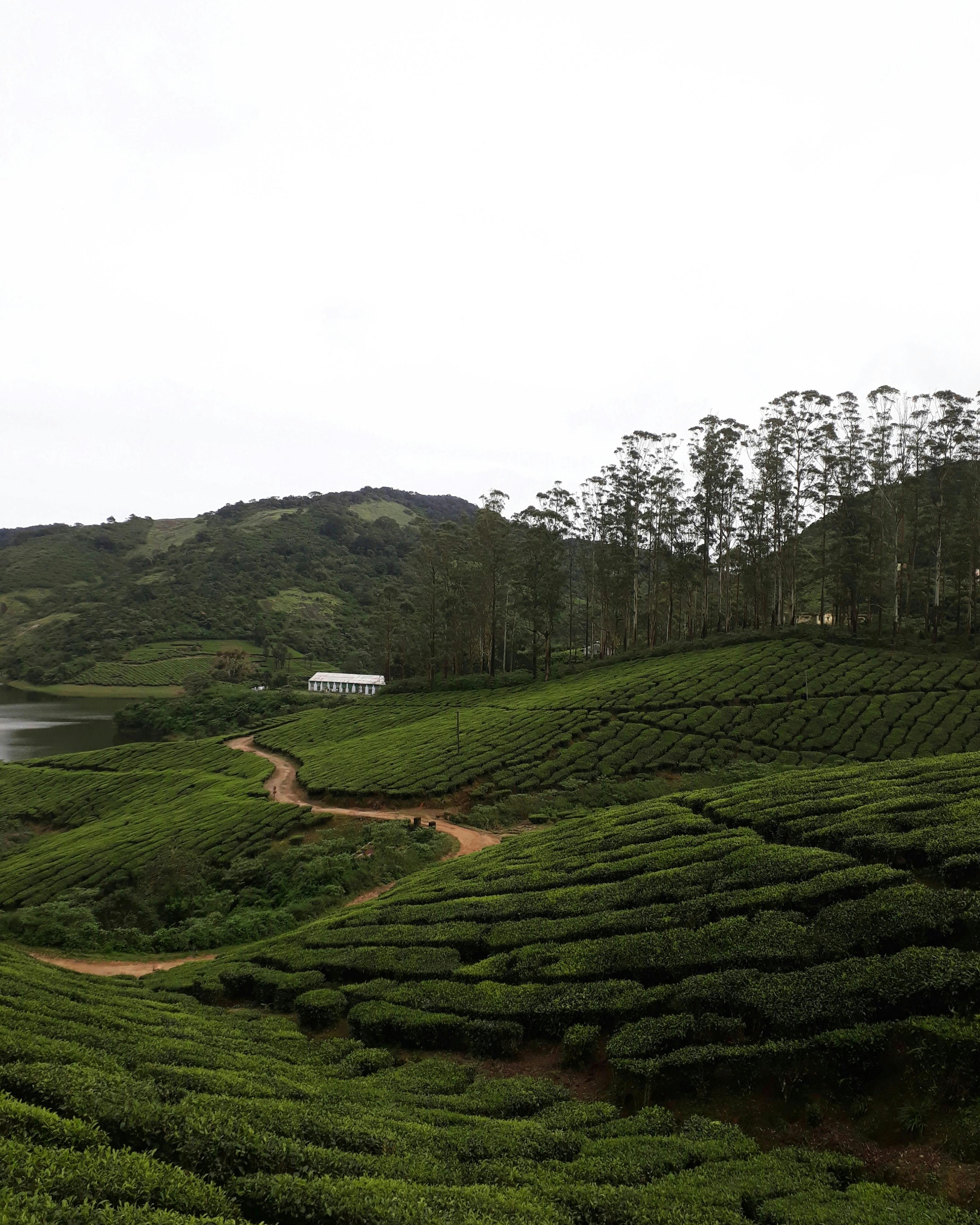 Beautiful Green Grass Field · Free Stock Photo