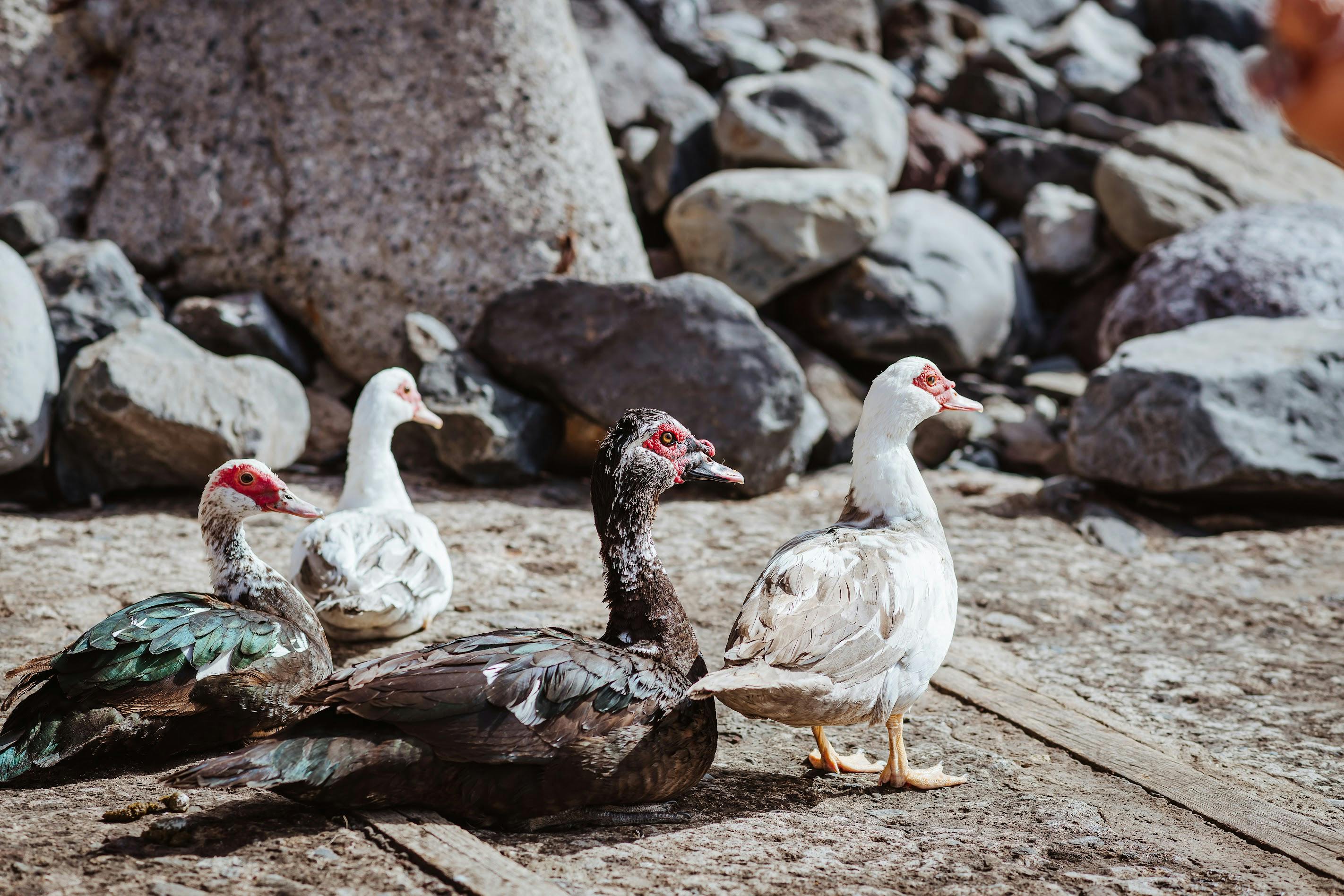 Photo of Ducks on the Ground · Free Stock Photo