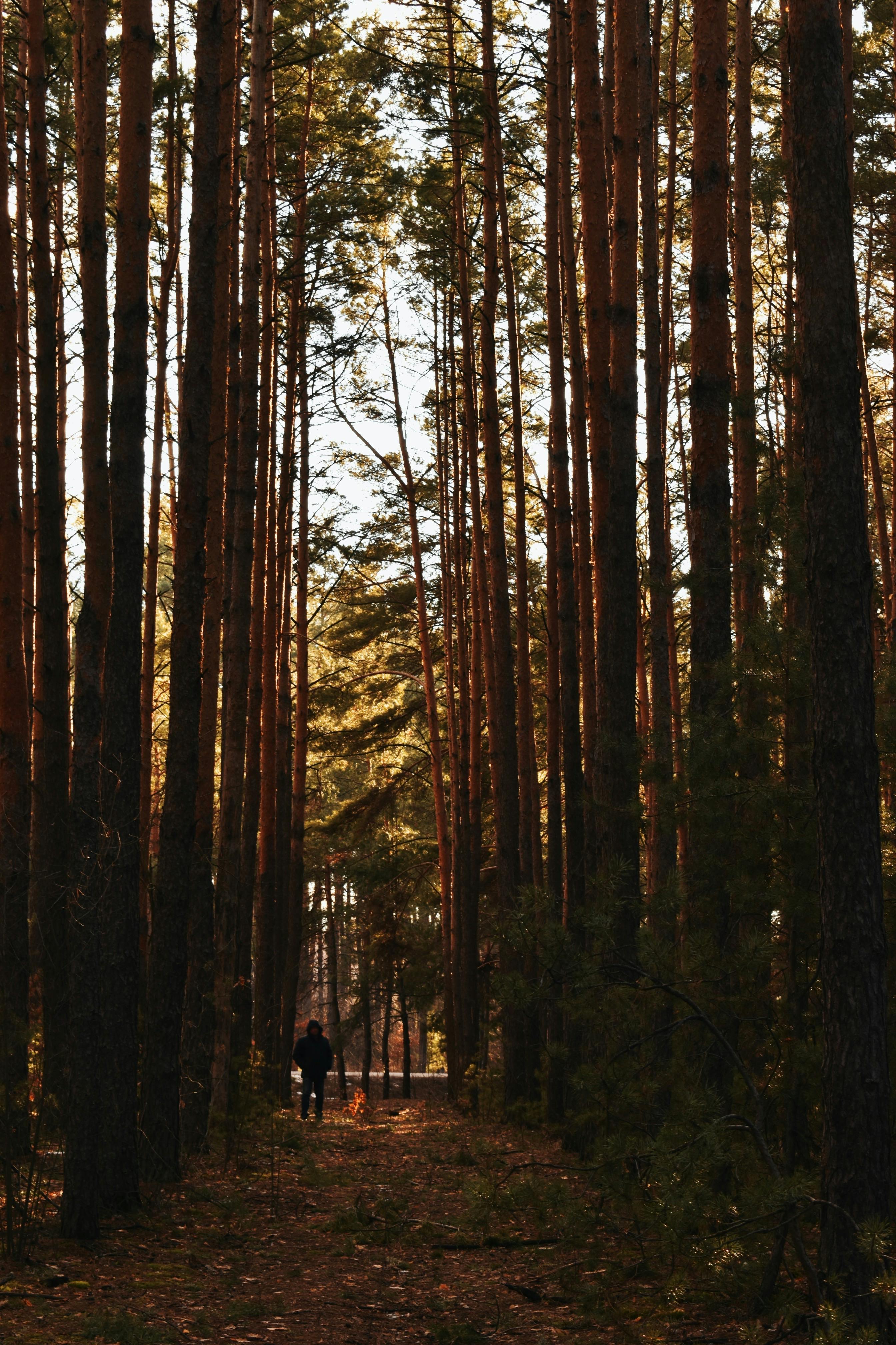 Woman Standing Under Tall Trees · Free Stock Photo
