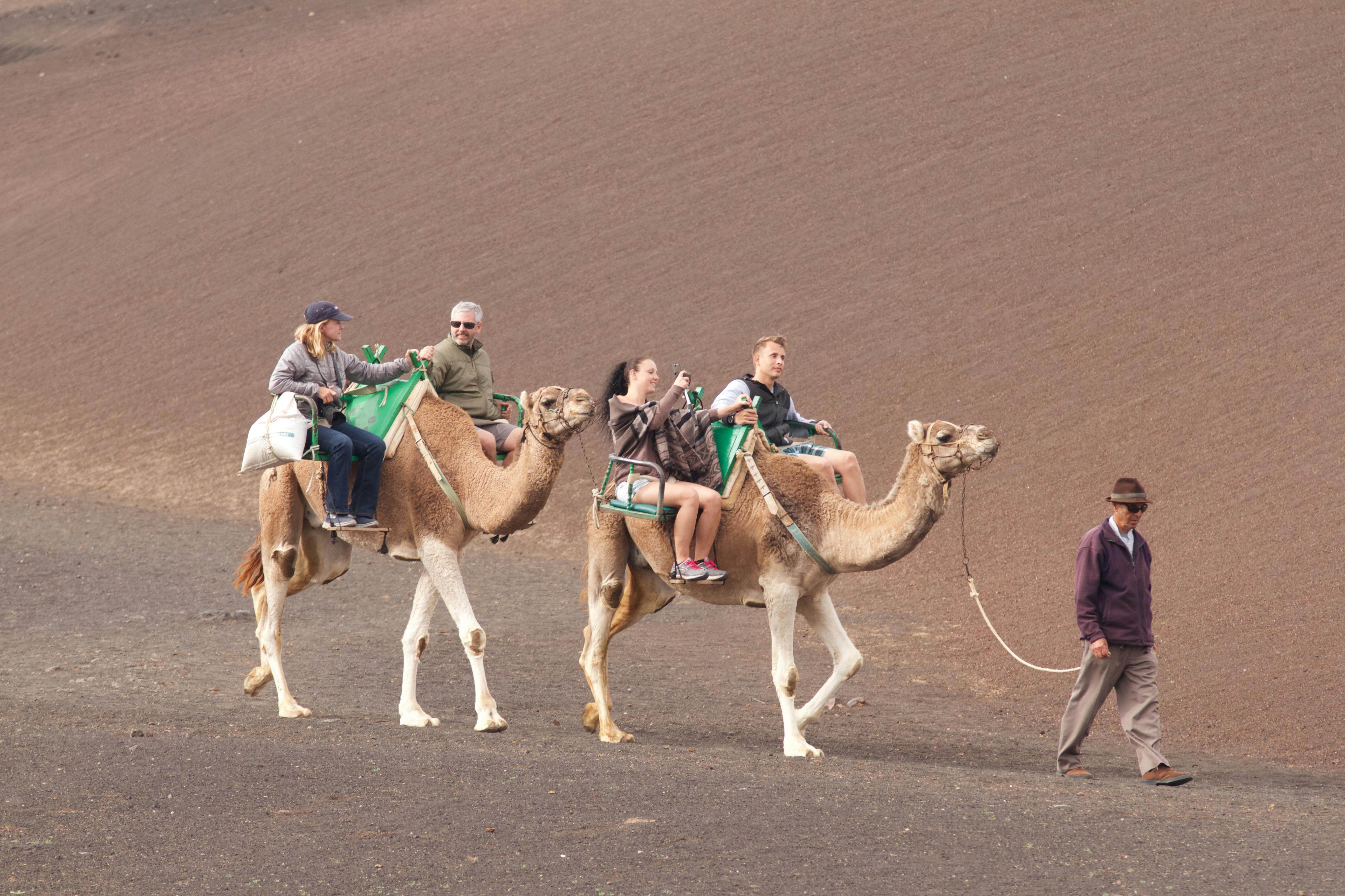 Grayscale Photography of Man Luring Camels · Free Stock Photo