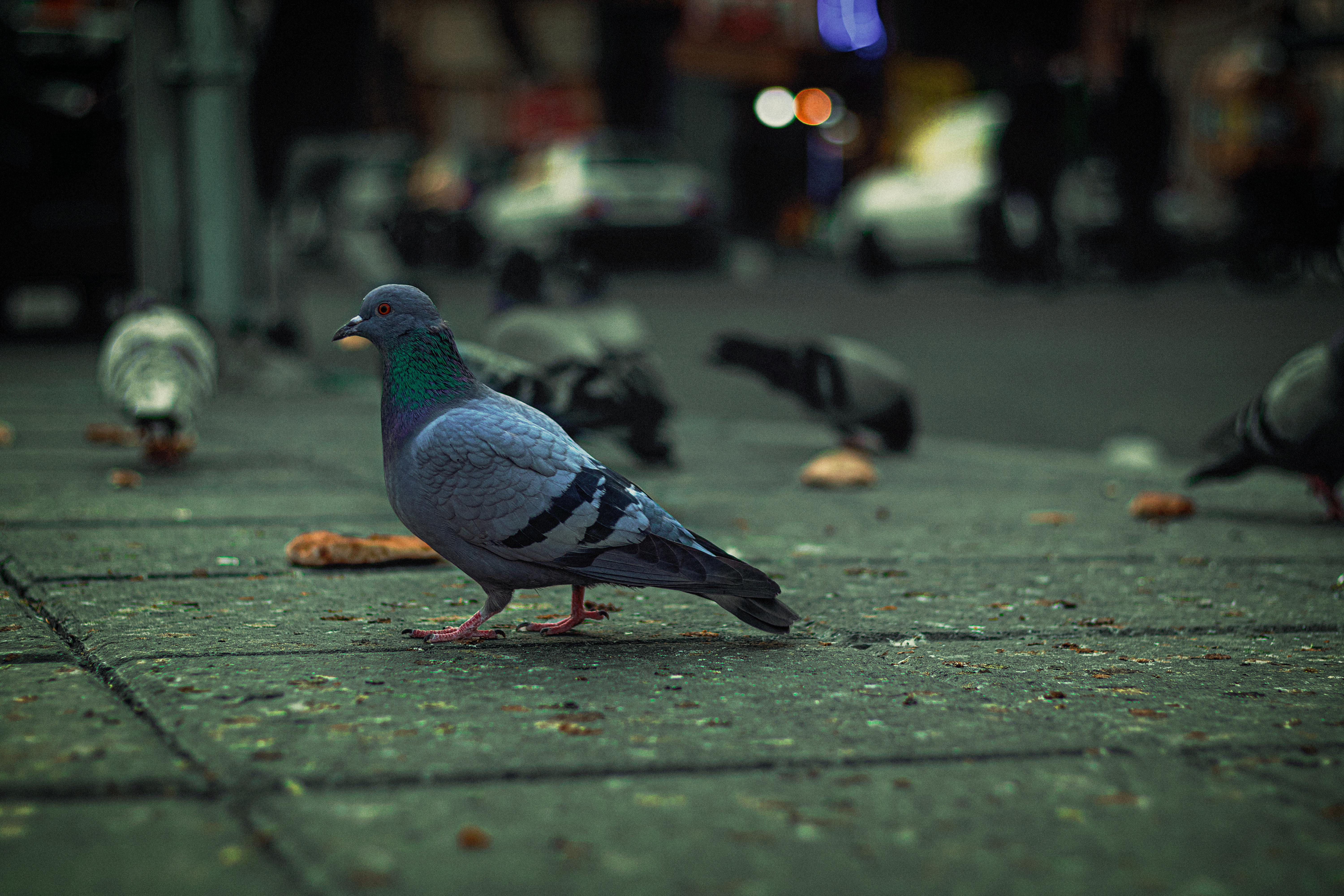 Flock of Gray-and-brown Birds on Gray Road · Free Stock Photo