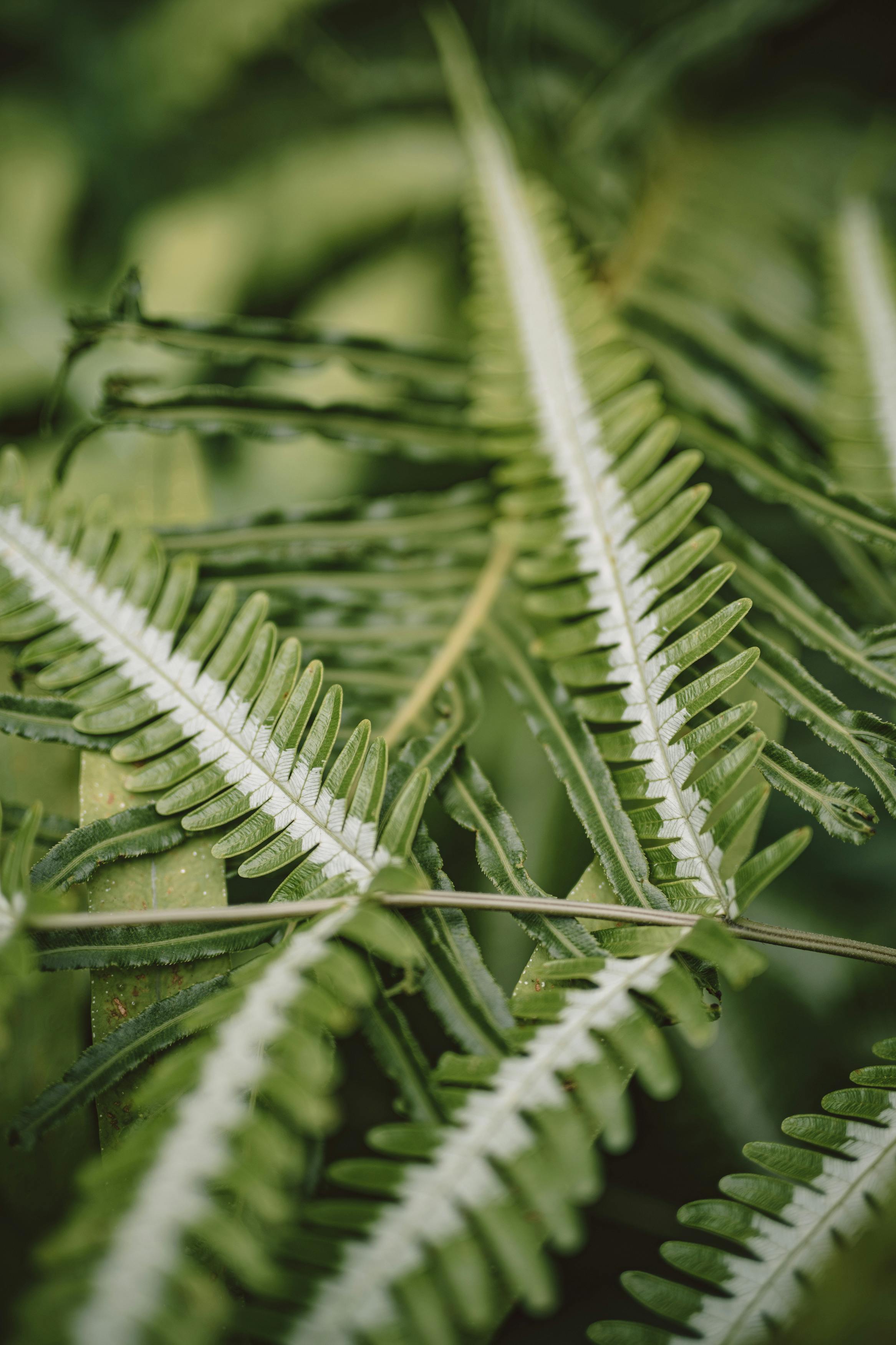 Closeup Photography of Green Fern Palnt · Free Stock Photo