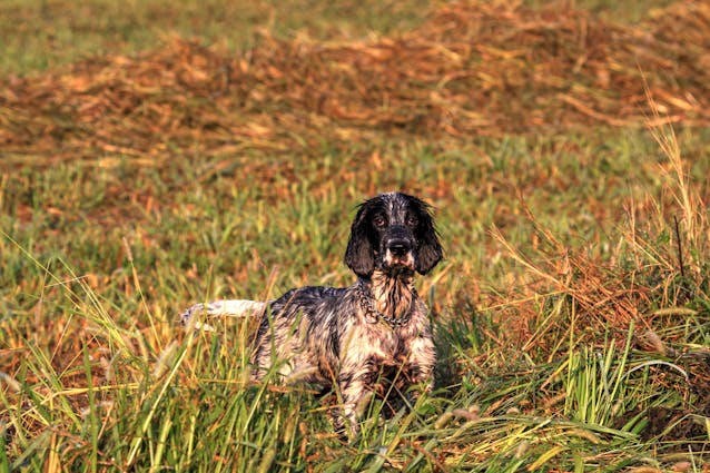 English Setter Border Collie Mix: Perfect Companion Guide