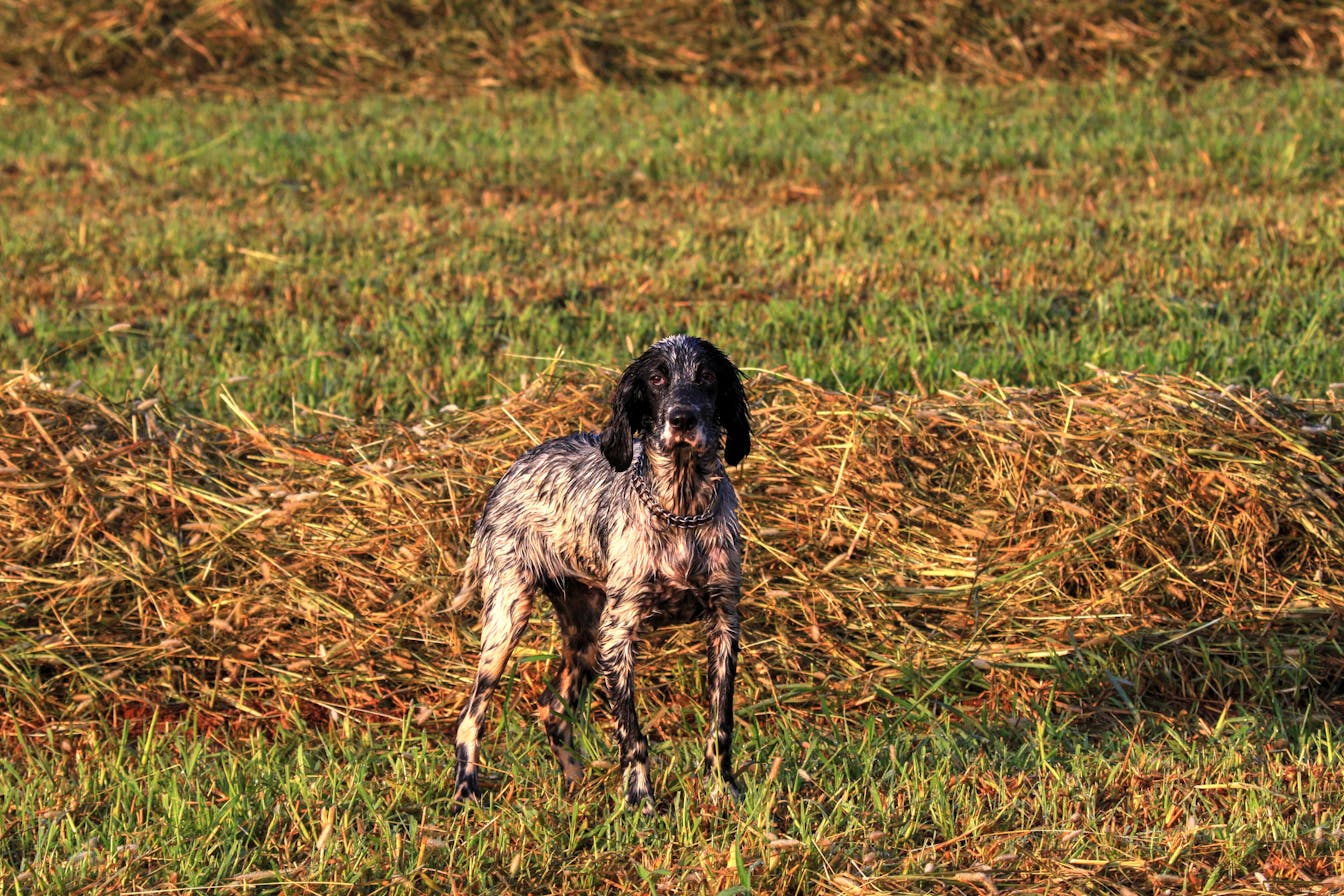 Discovering the Setter Dog Breed: History, Types, and Traits