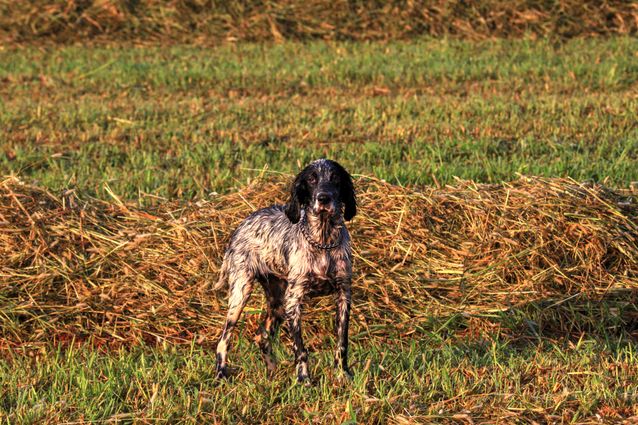Discover Ryman English Setter: History, Temperament & Care