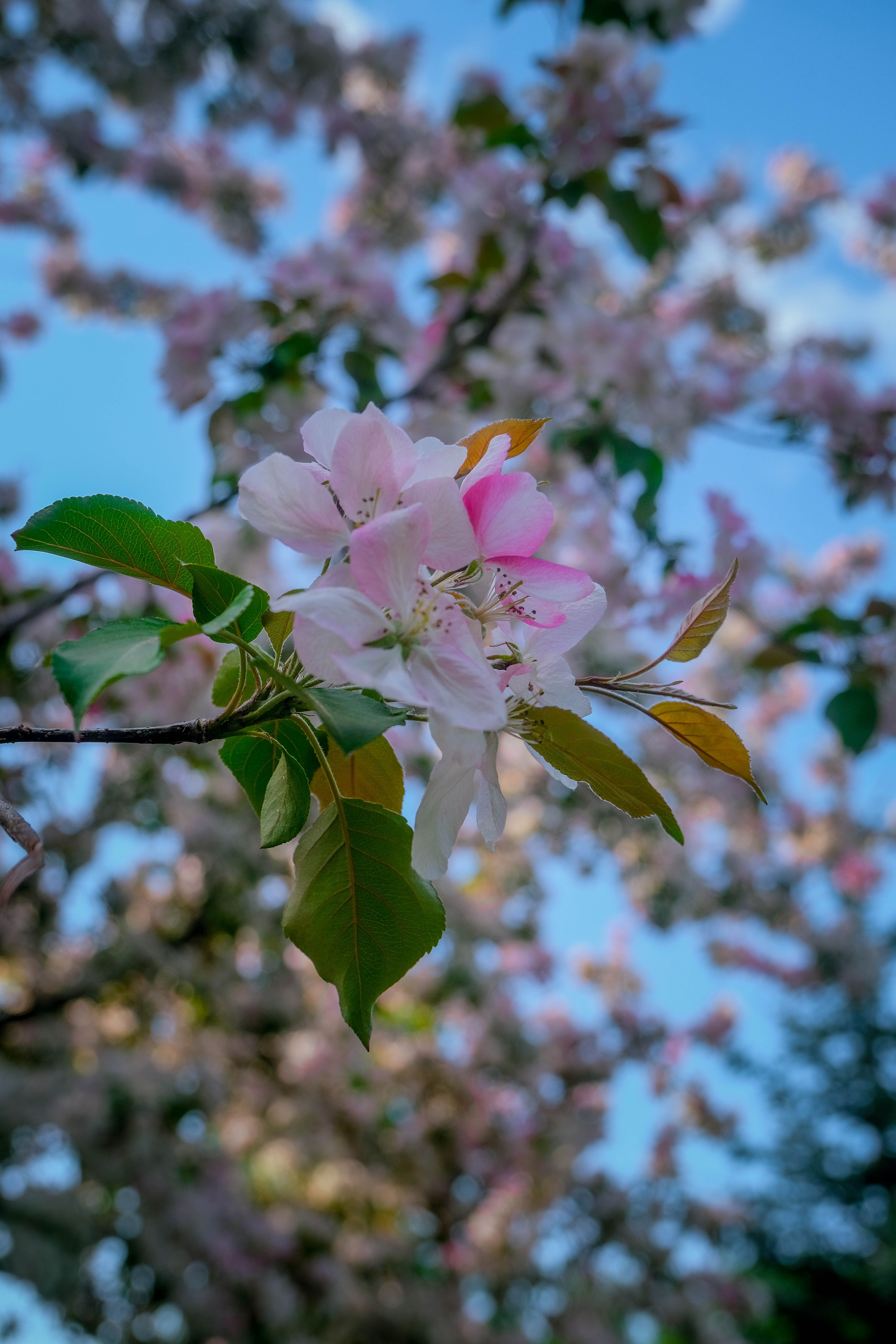 Malus Spectabilis in Tilt Shift Lens · Free Stock Photo