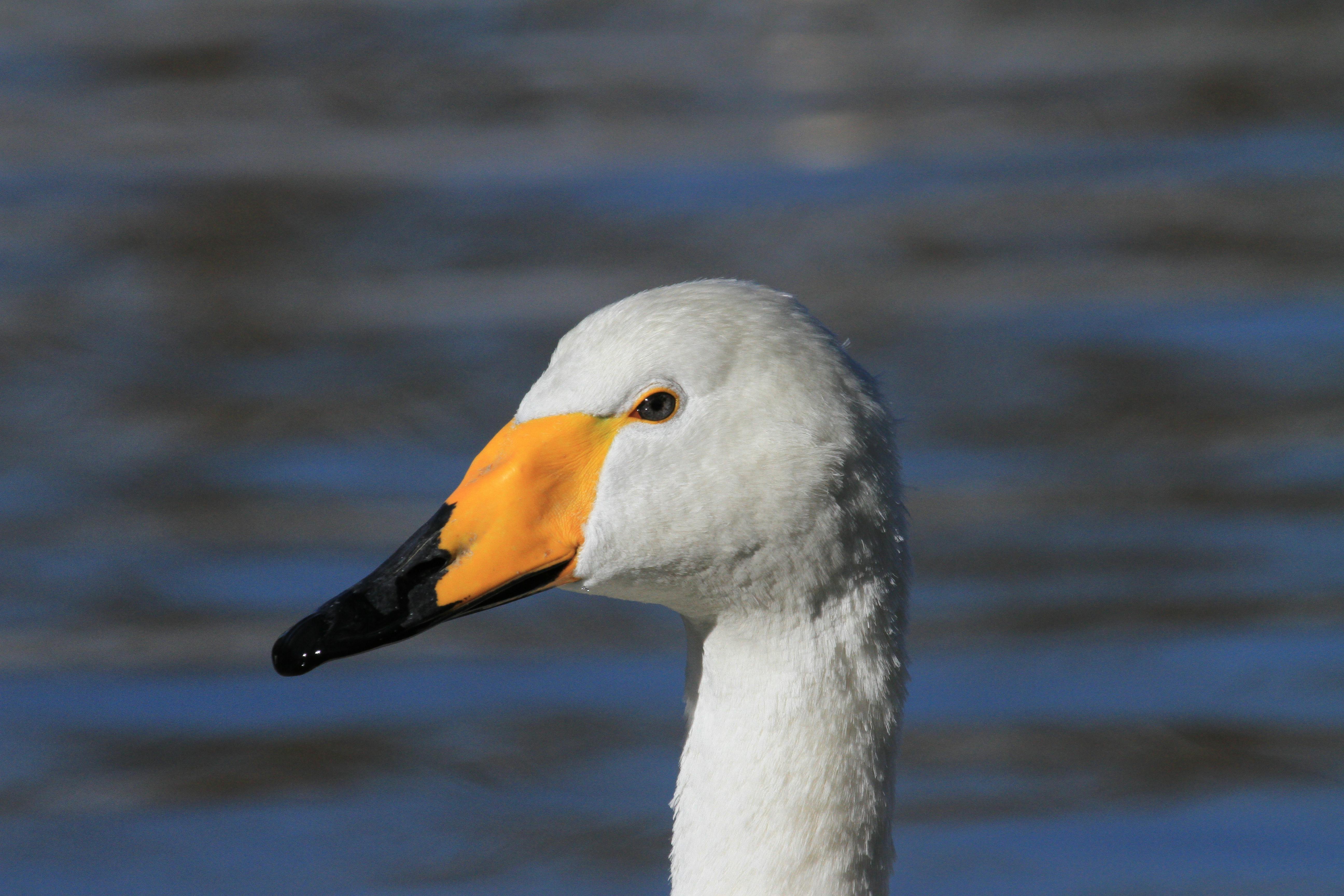White Swan Grooming its Feathers · Free Stock Photo