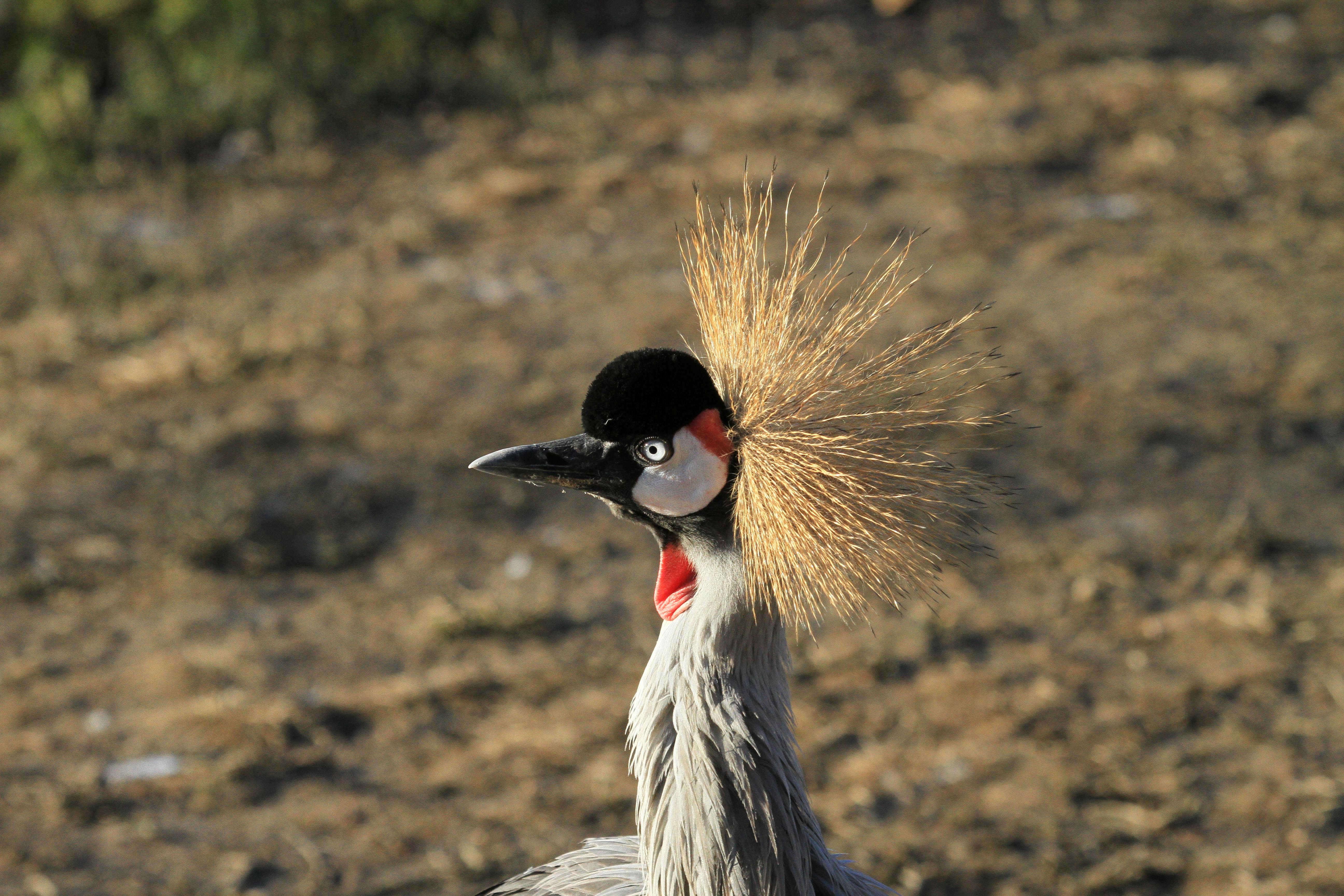 Graceful Balearica regulorum with crown on head looking away in ...