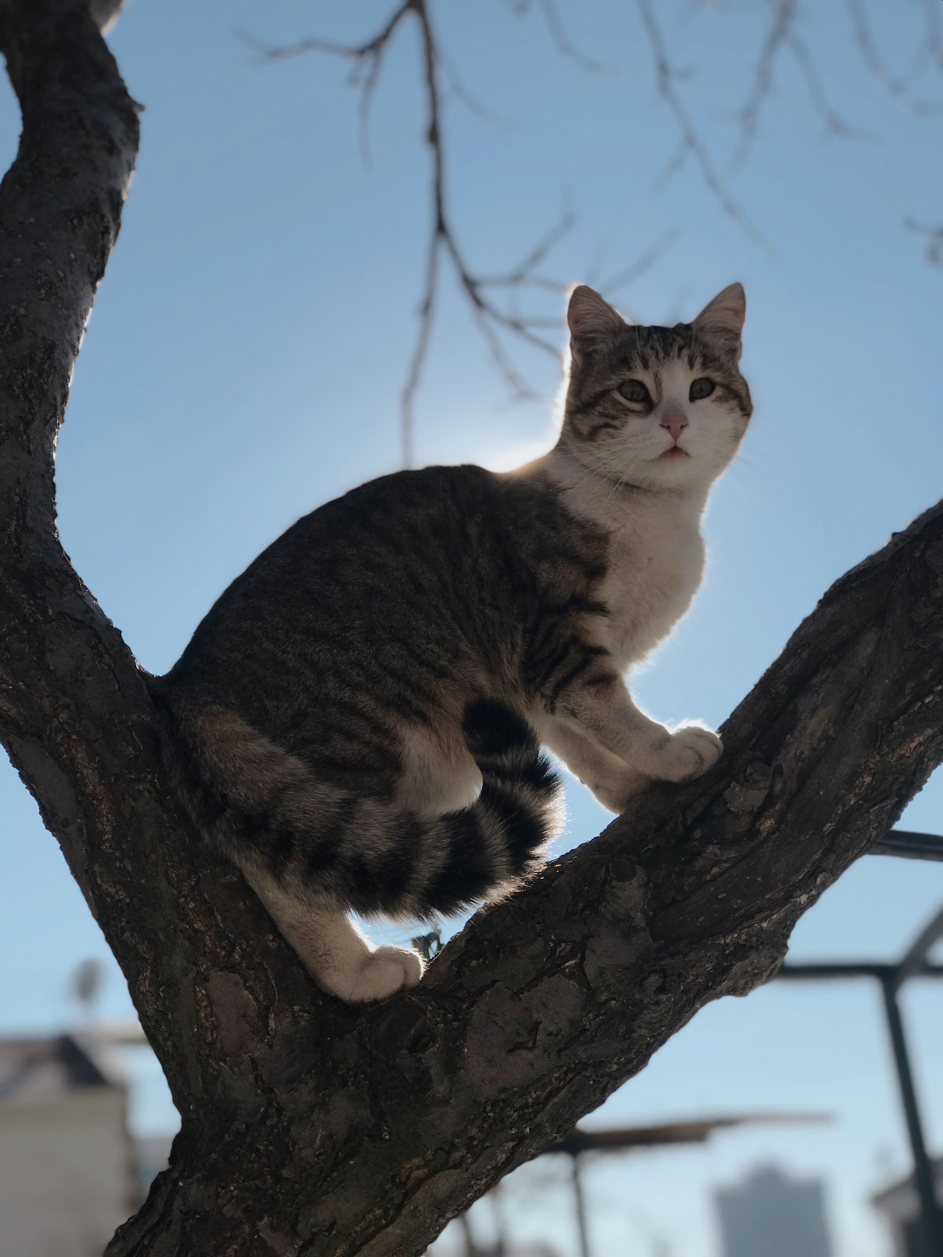Cat And Sky Photos, Download The BEST Free Cat And Sky Stock Photos ...