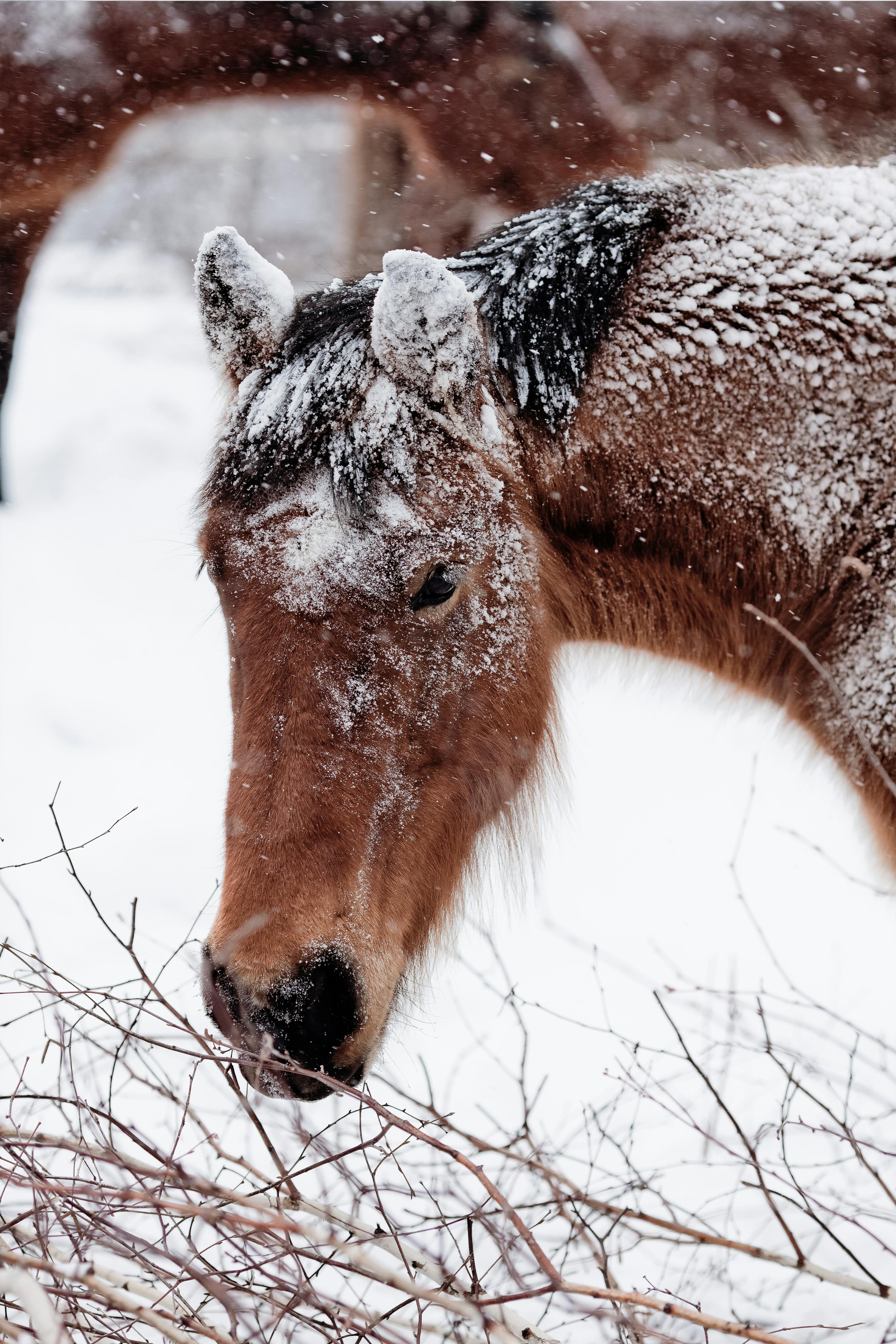 A Horse Covered in Snow · Free Stock Photo