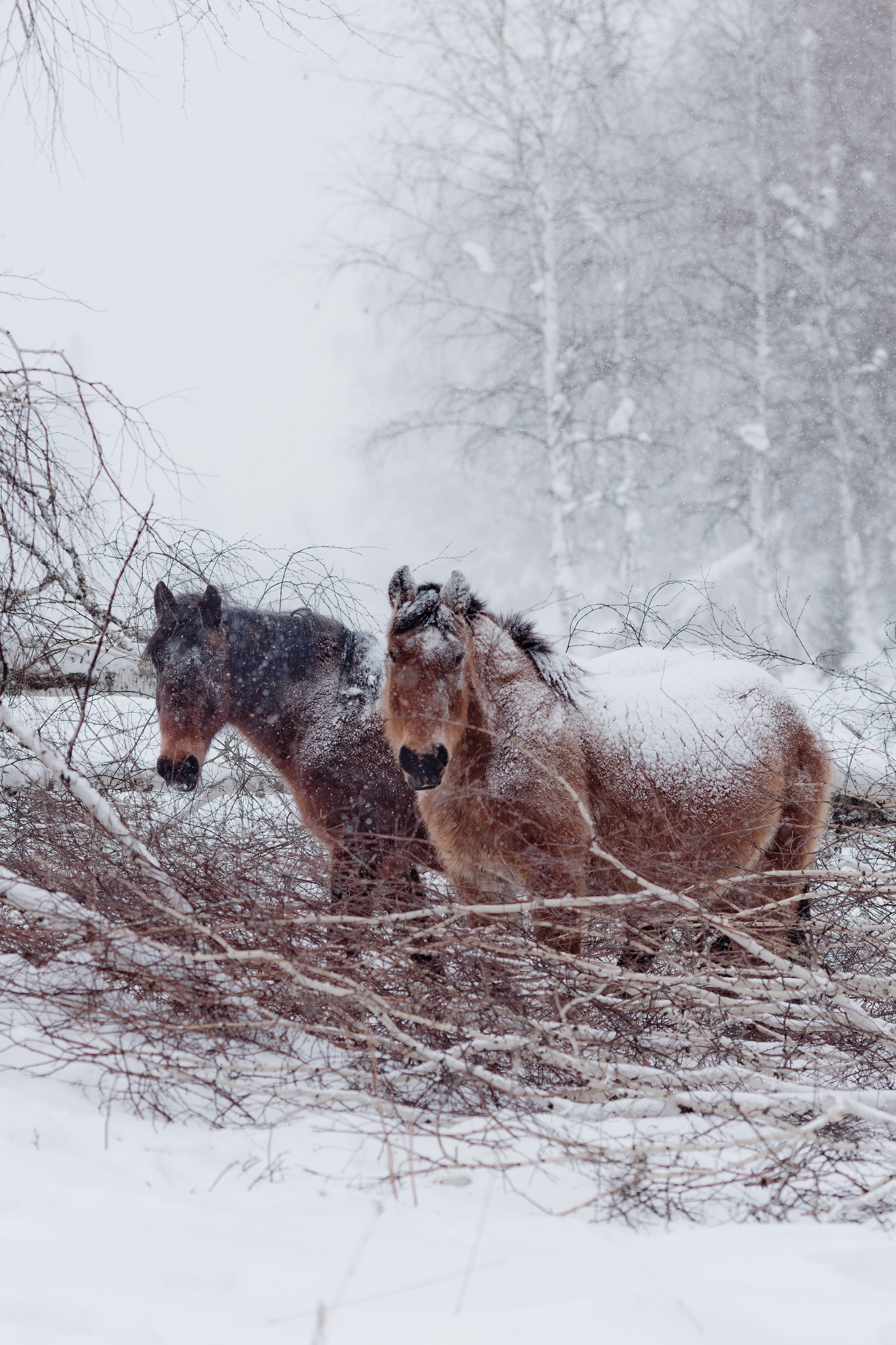 Winter Animals Photos, Download The BEST Free Winter Animals Stock ...