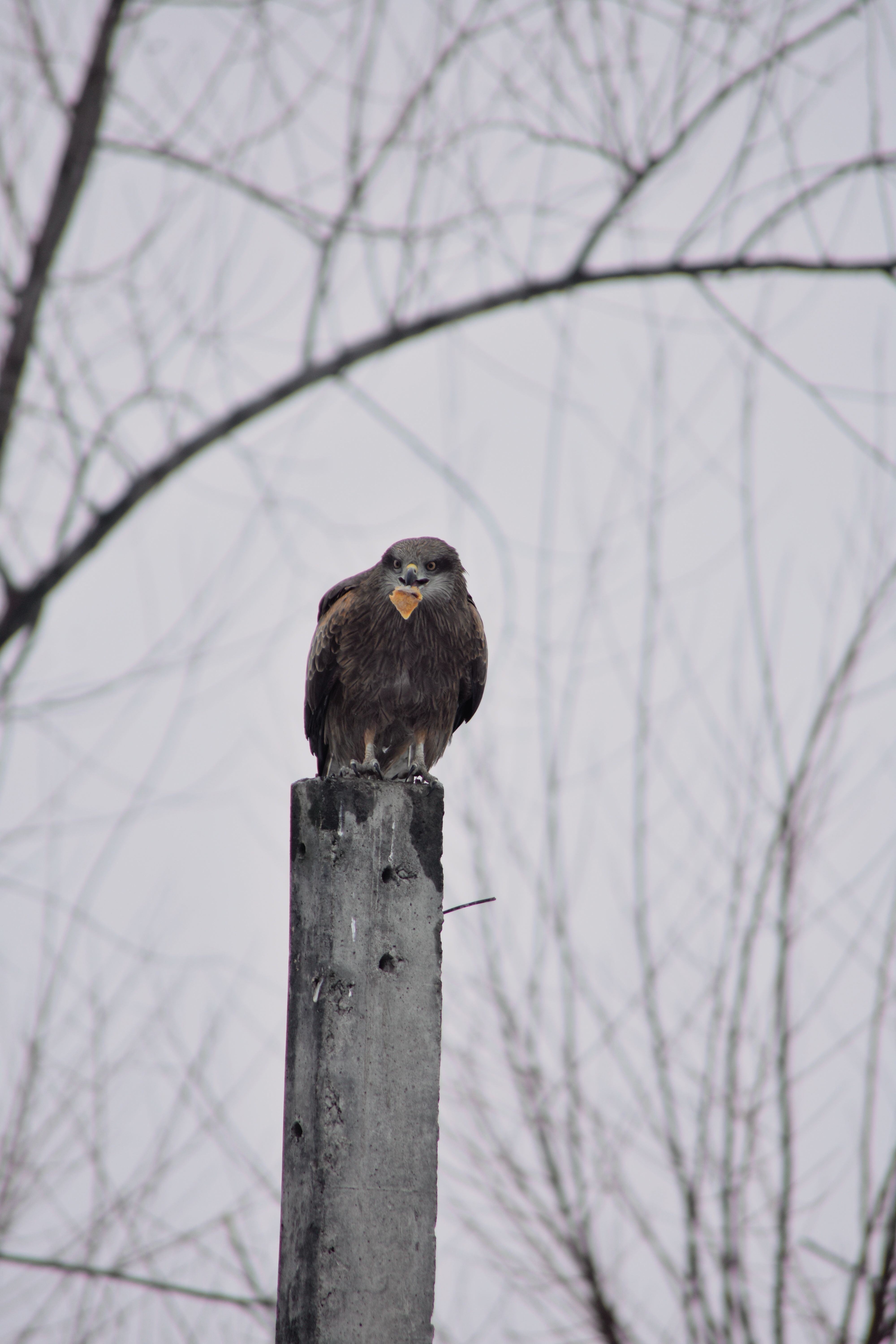 Perch Pole Photos, Download The BEST Free Perch Pole Stock Photos & HD ...