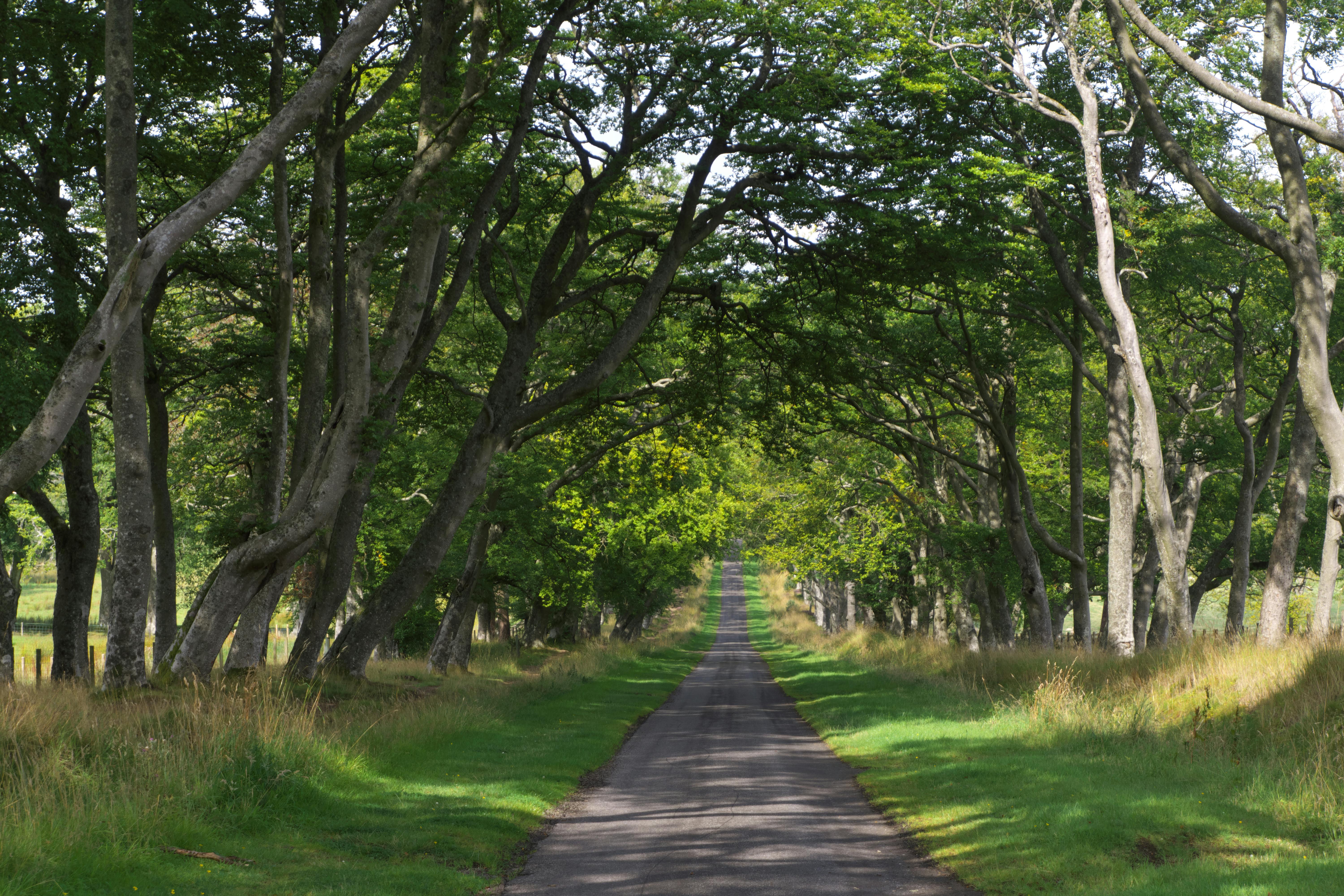 Trees over Road · Free Stock Photo