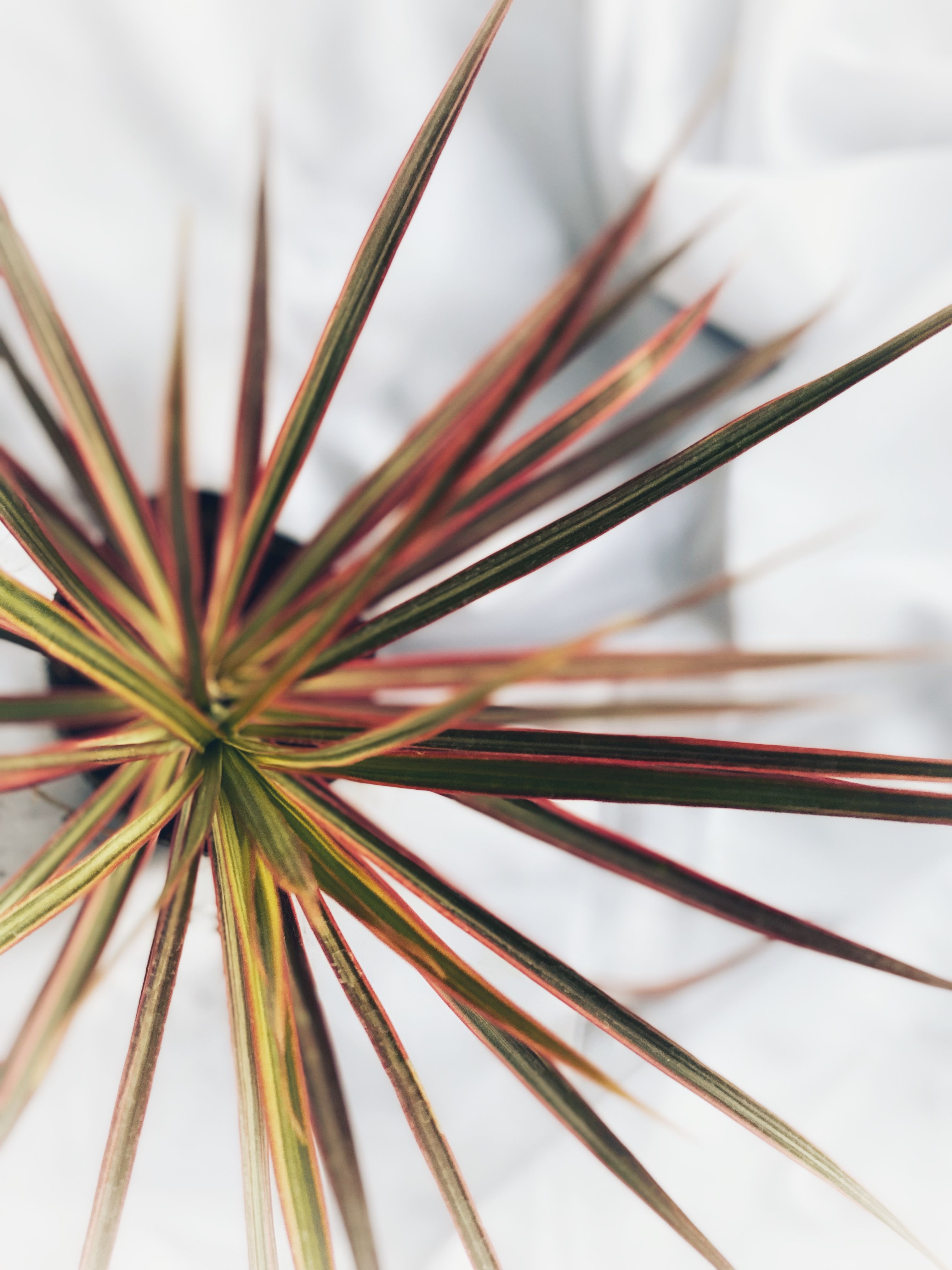 Plant with Long Leaves · Free Stock Photo