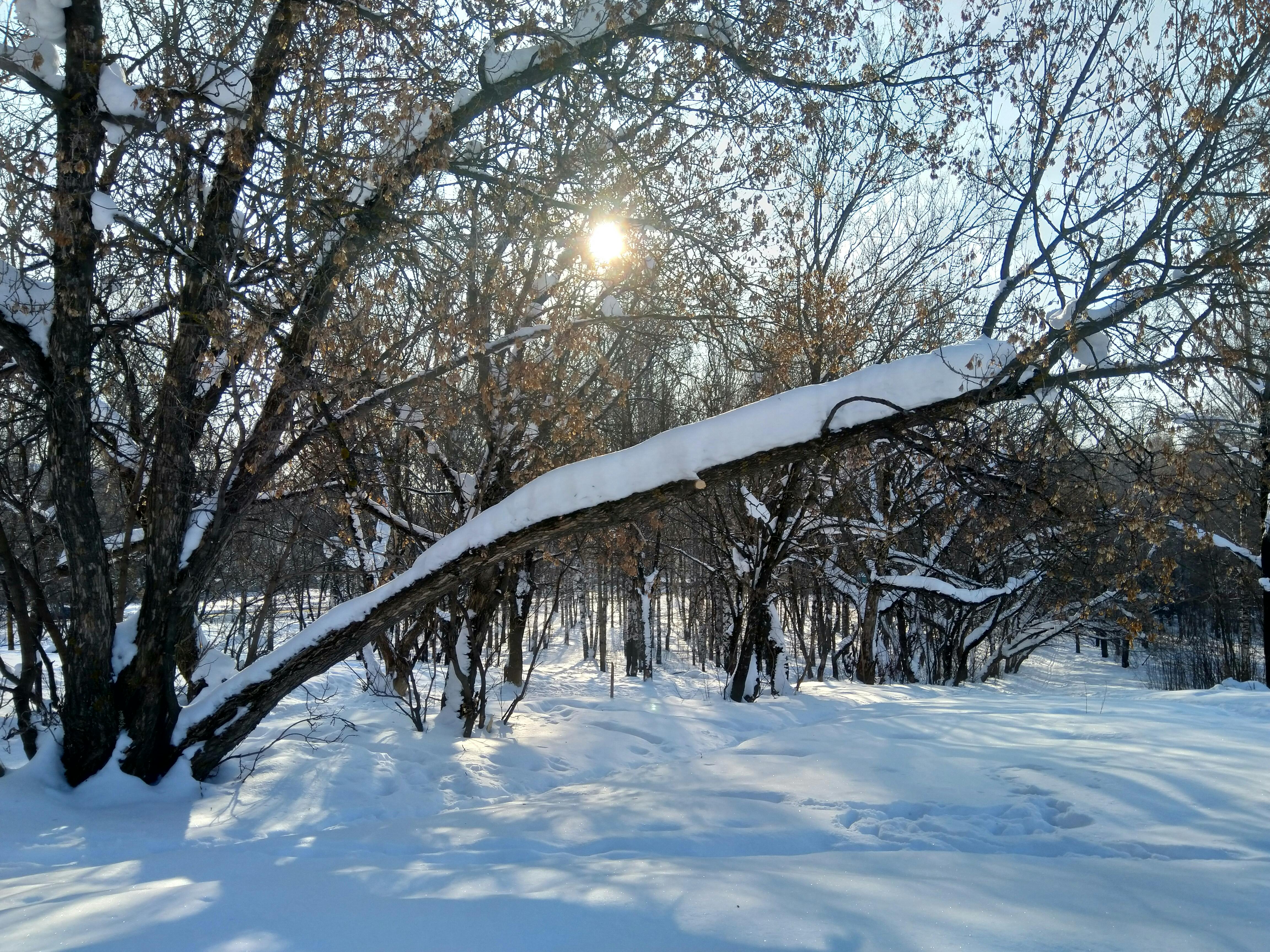 A Snowy Tree Trunk and Snow Covered Ground · Free Stock Photo
