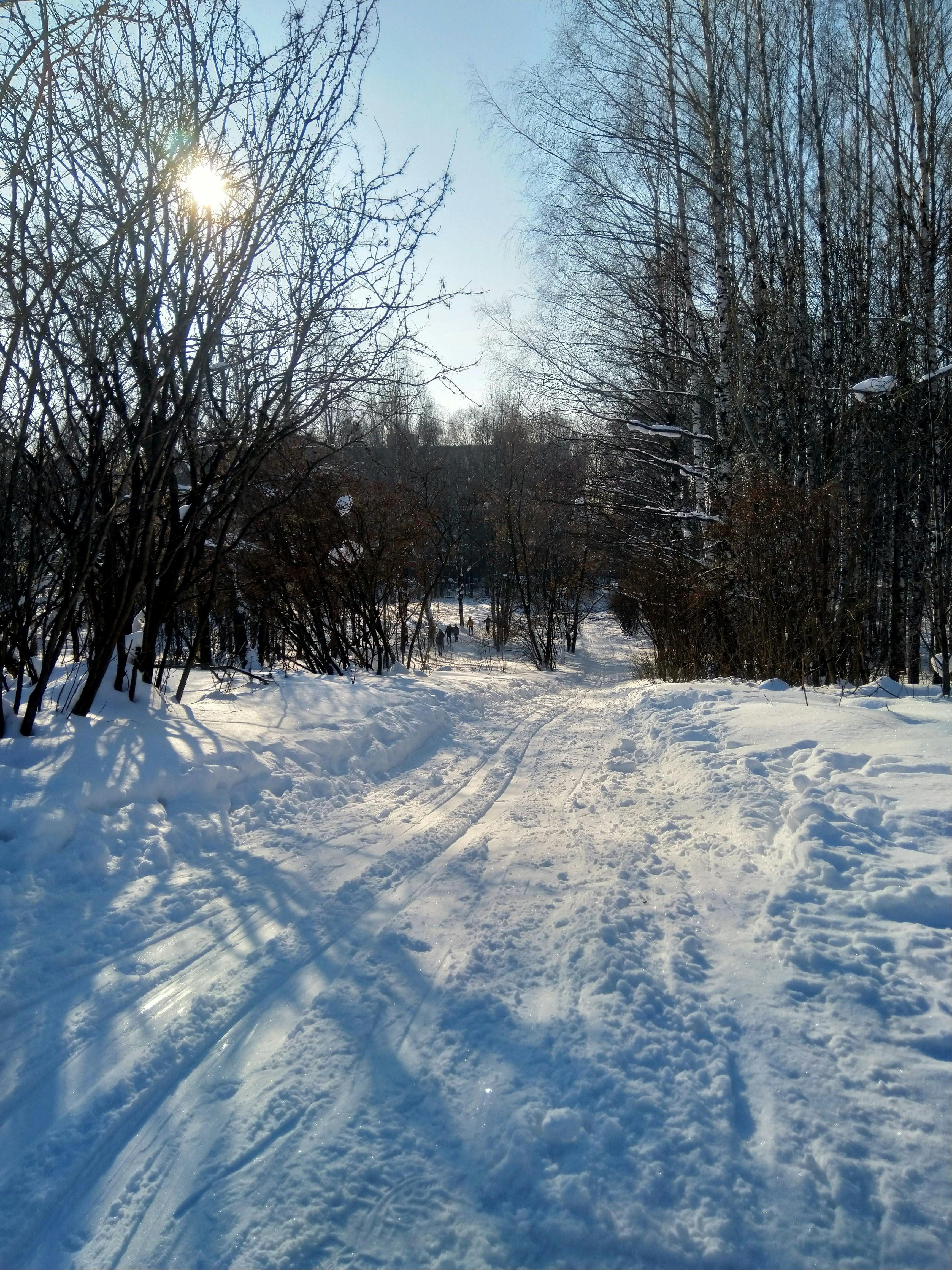 Leafless Trees in Forest · Free Stock Photo