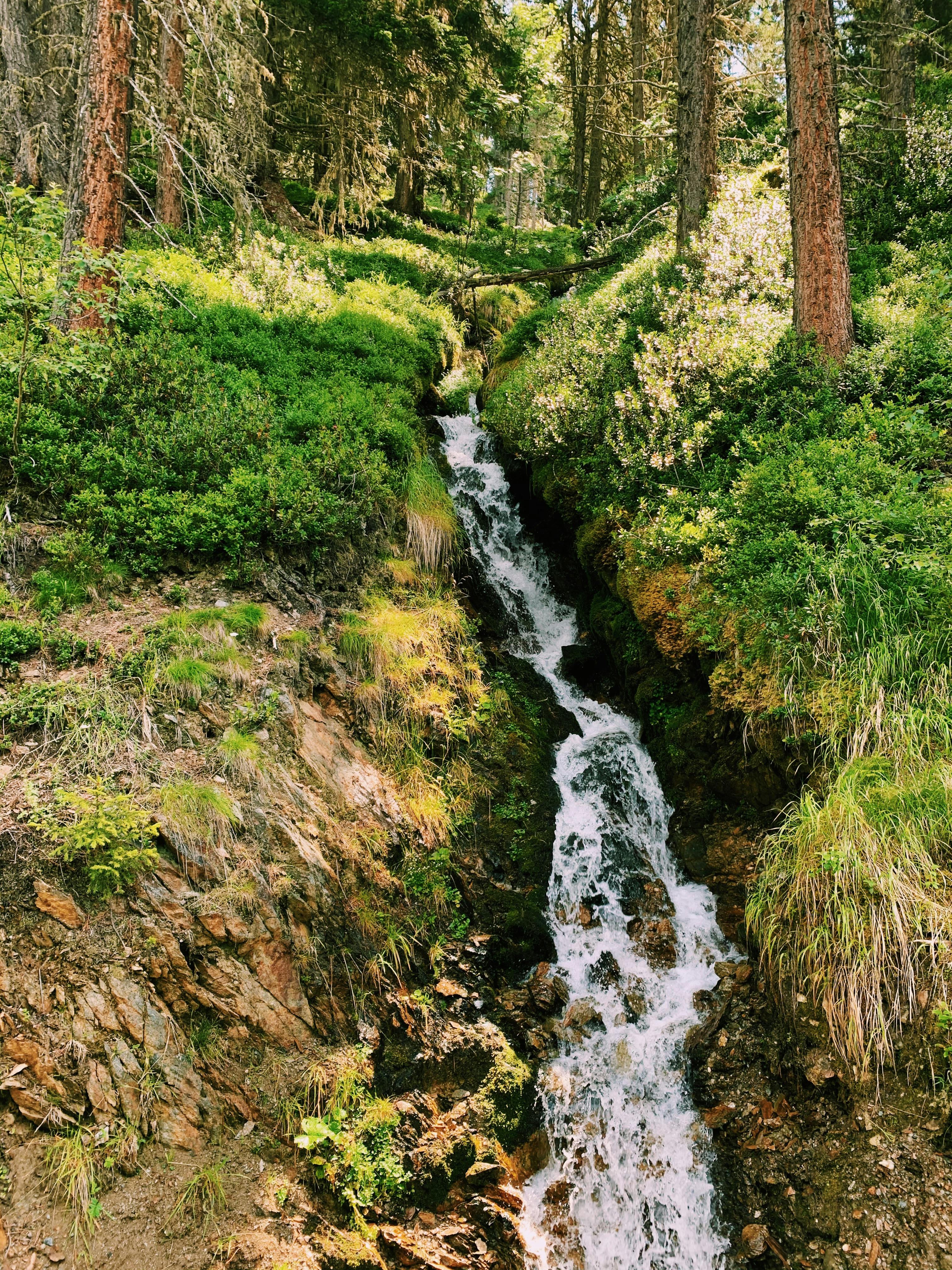 A River in the Middle of the Forest · Free Stock Photo