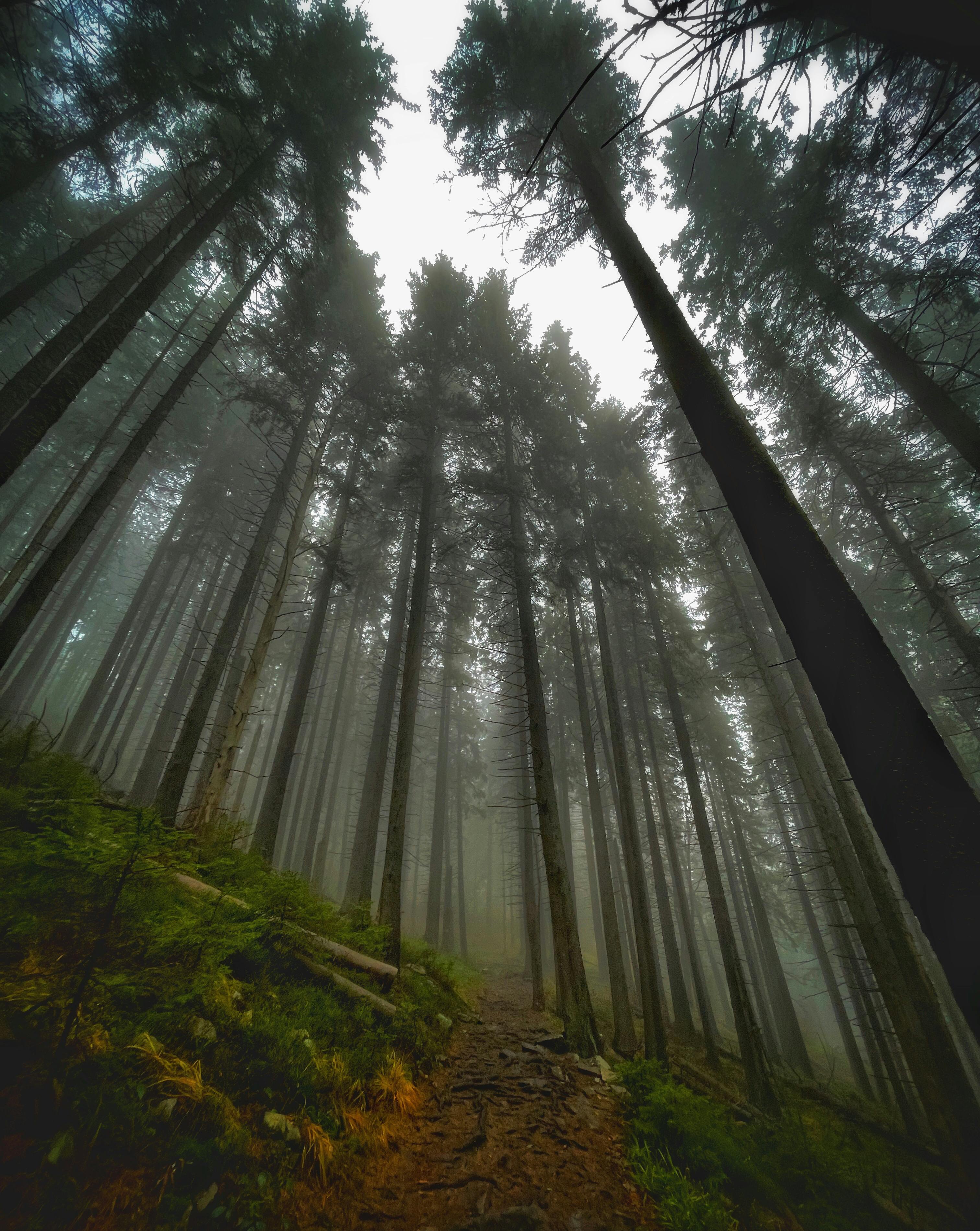 Low Angle Photography Of Trees · Free Stock Photo