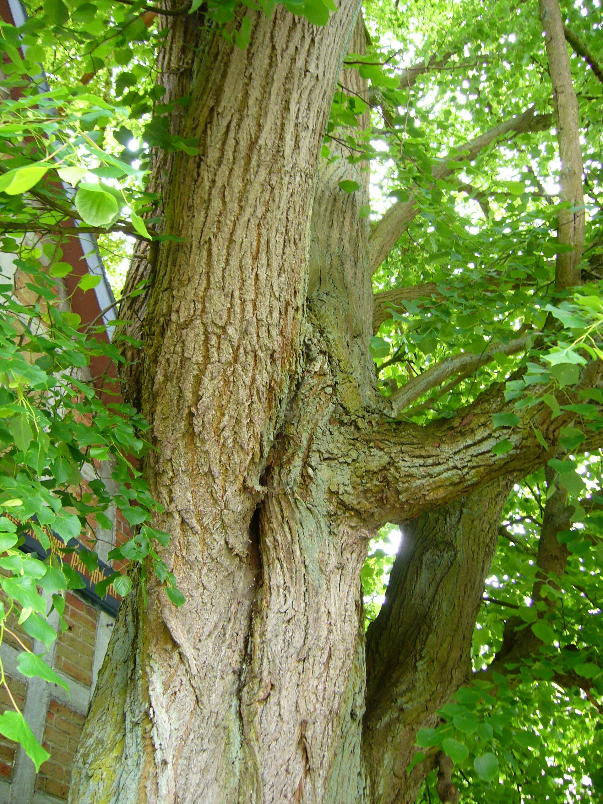 Bäume / Trees 7 Photos & Videos Collected by Alea Hjordthuus