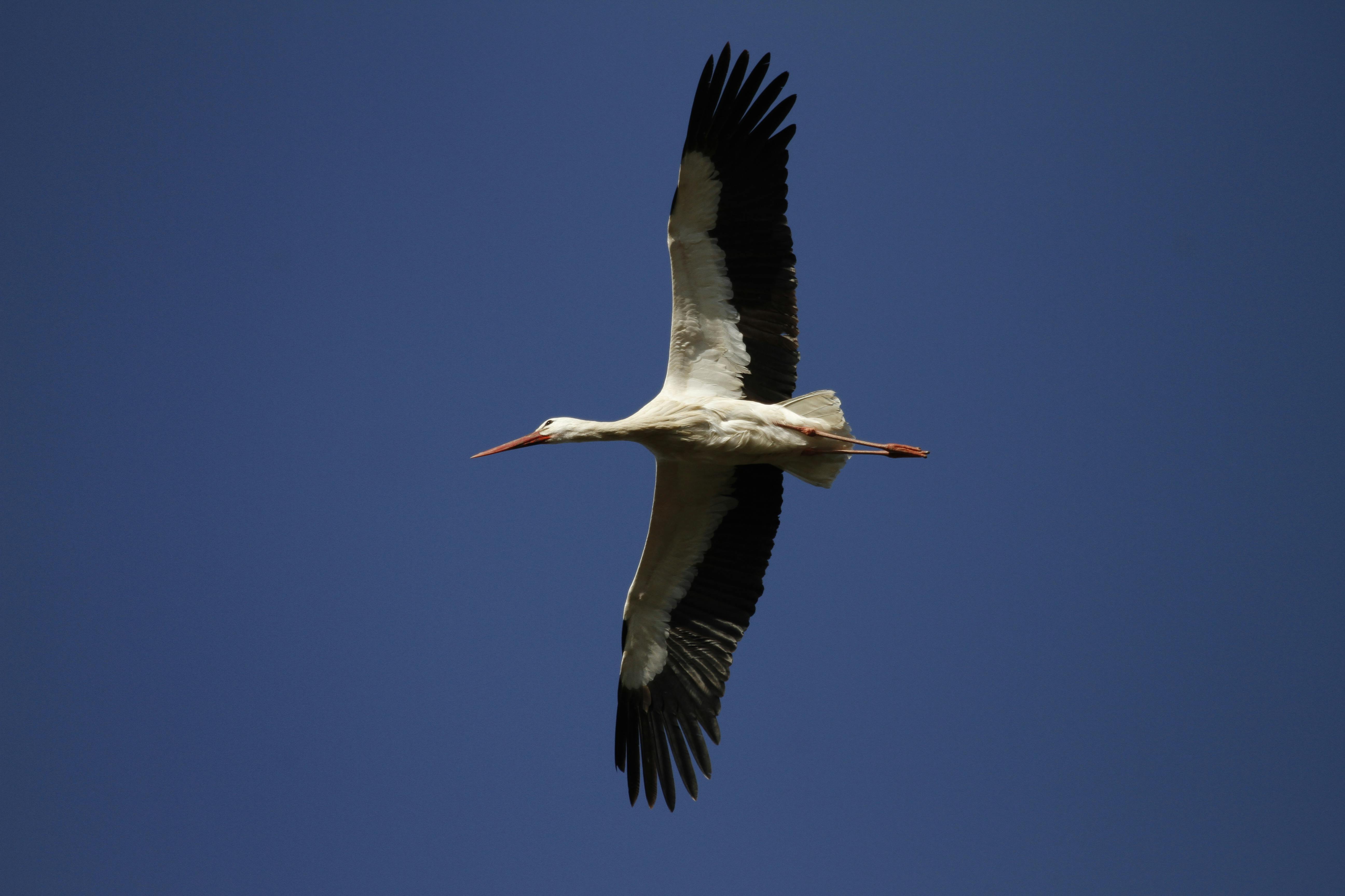 A Stork Flying in the Sky · Free Stock Photo
