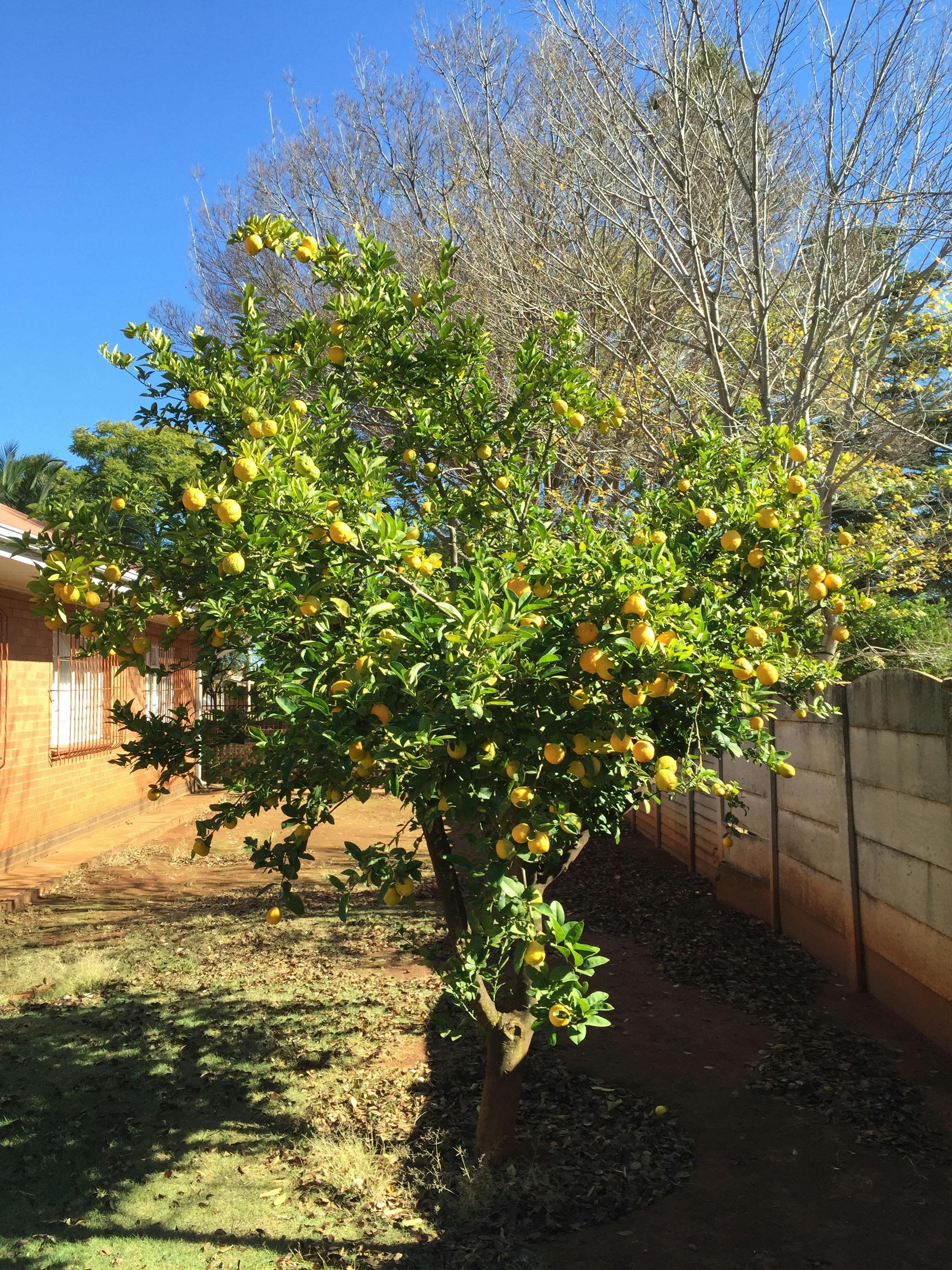 Kostenloses Foto zum Thema: zitronen, zitronenbaum