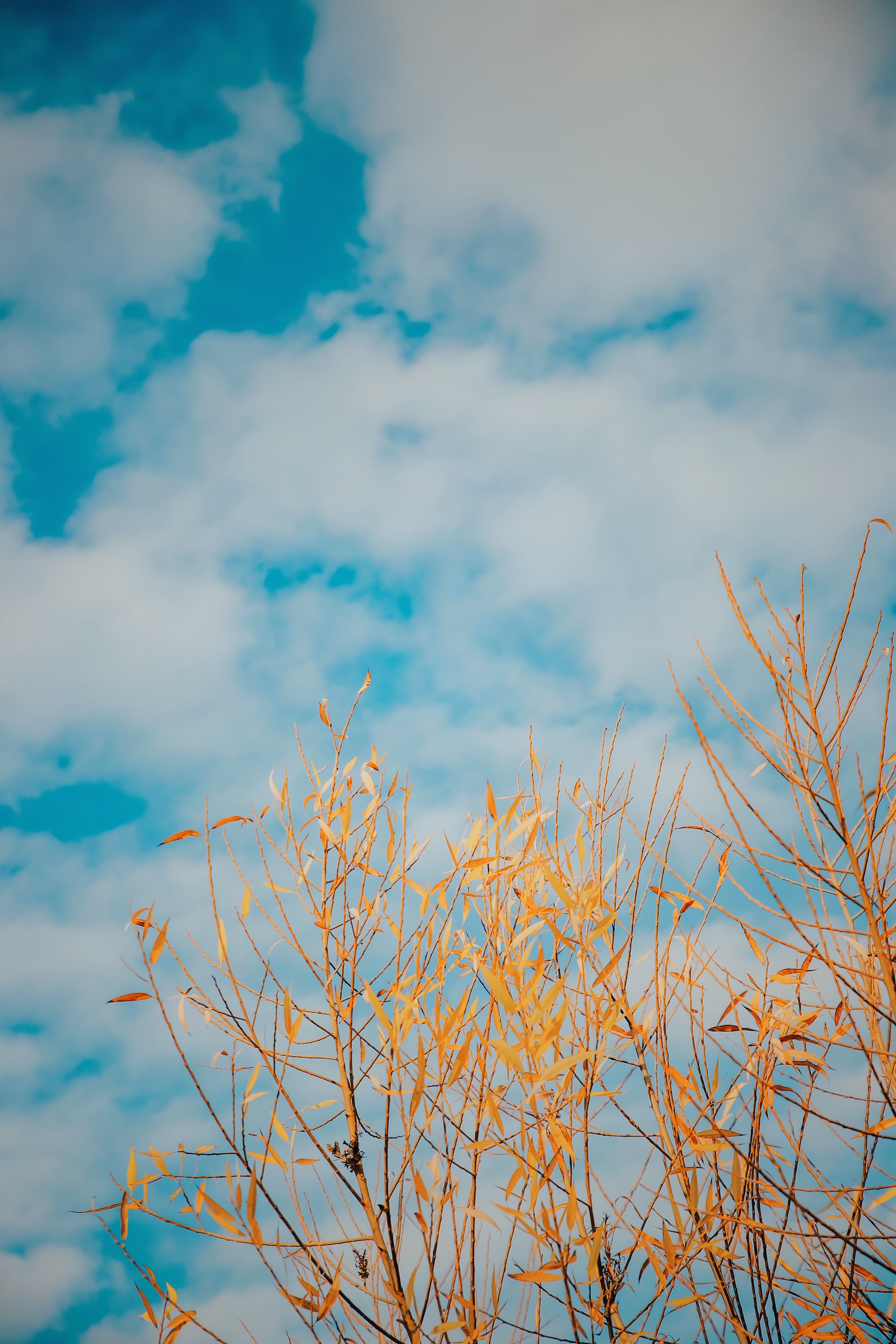 Withered Leaves on a Tree Branch · Free Stock Photo