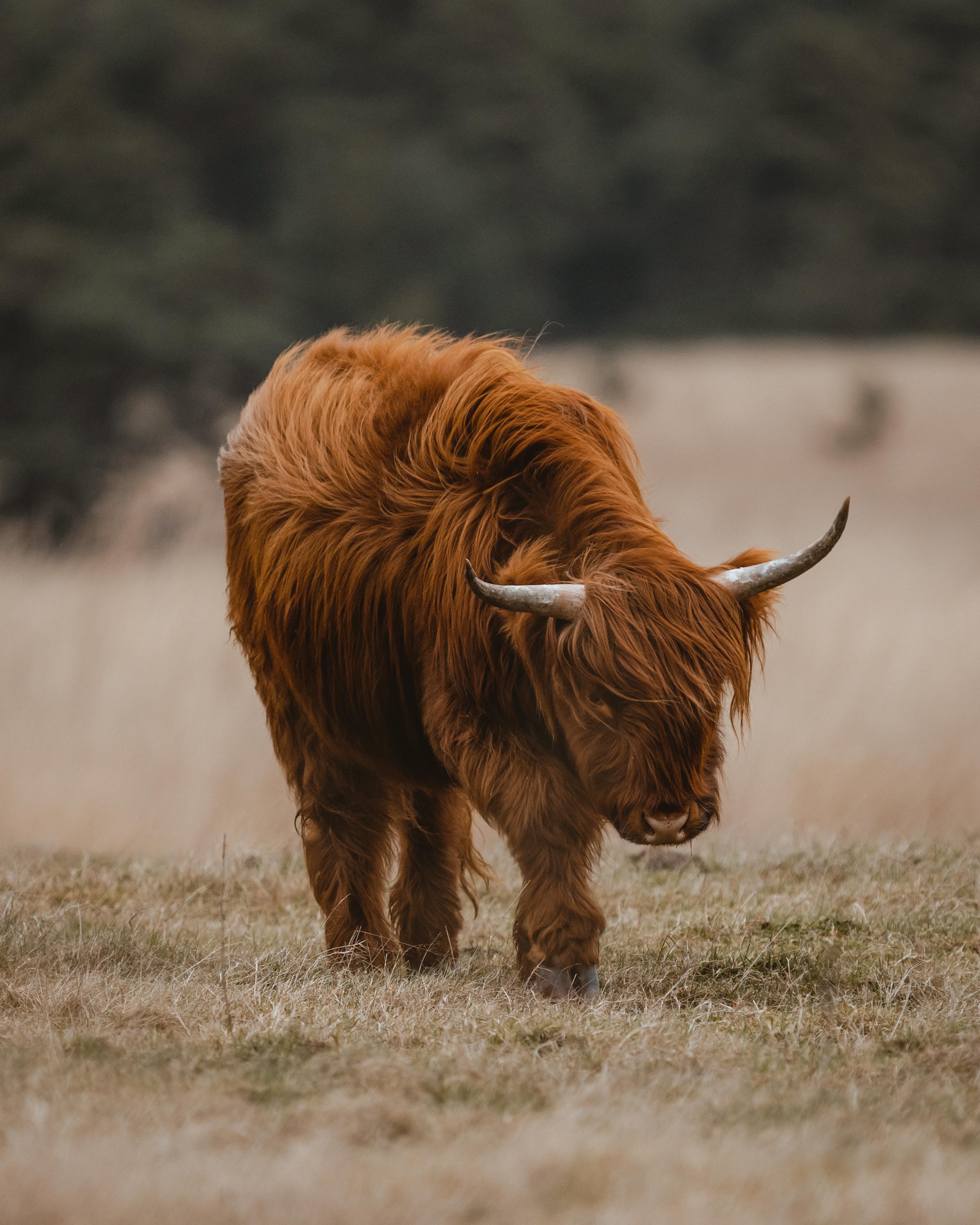 8,000+ Best Highland Cow Photos · 100% Free Download · Pexels Stock Photos