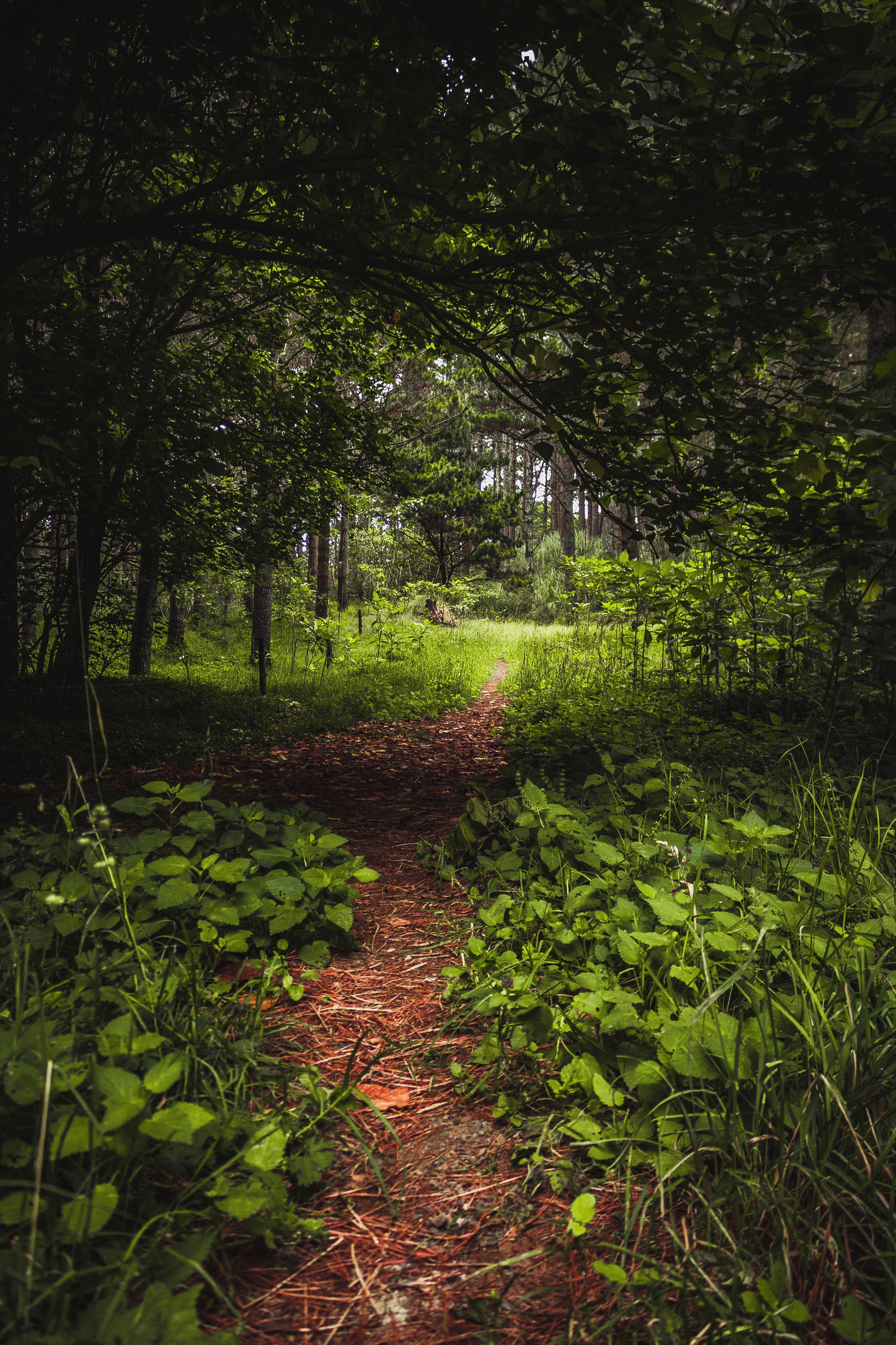 Brown Pathway in the Forest · Free Stock Photo