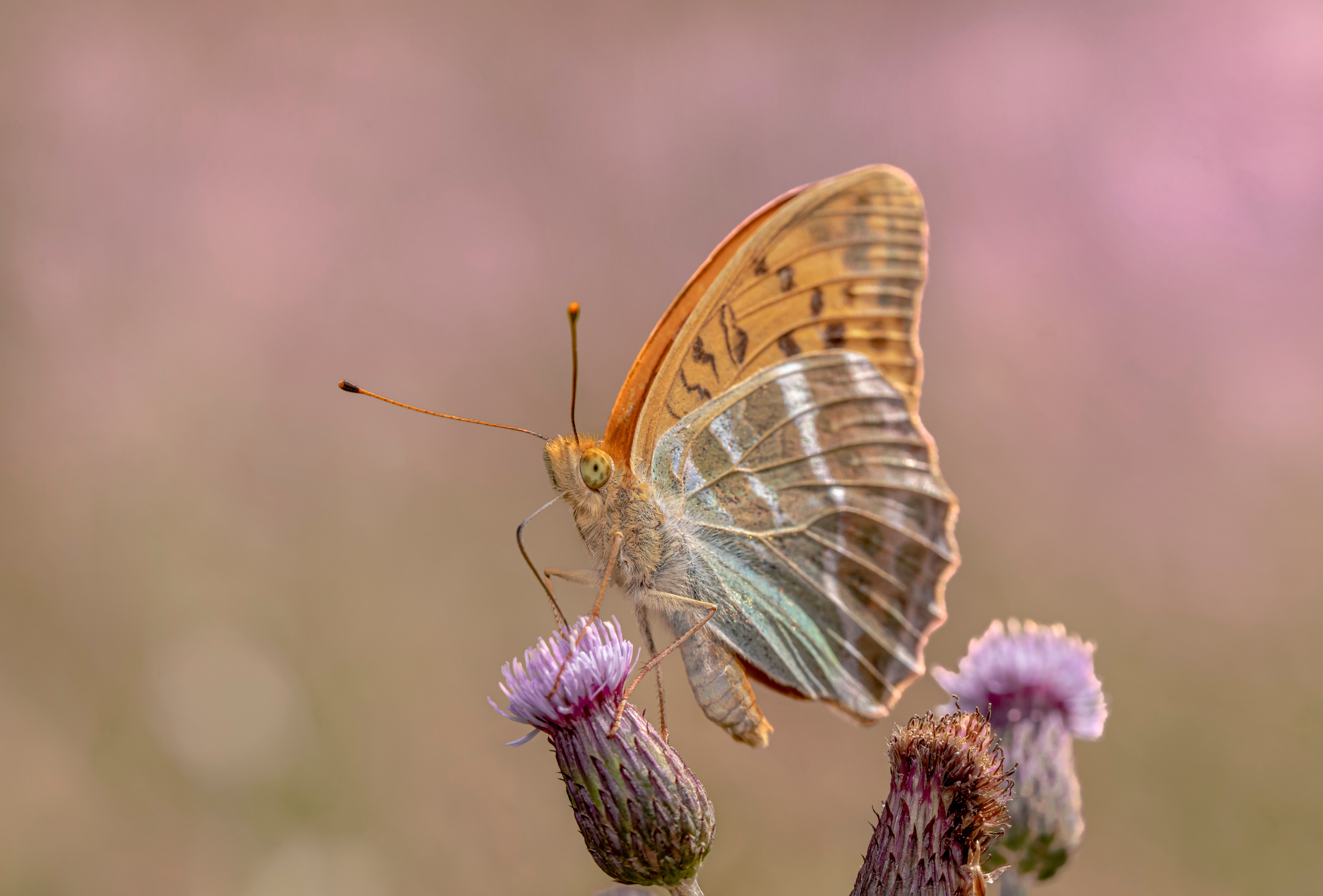 Blue And White Butterfly Perched On Green Leaf In Close Up Photography ...