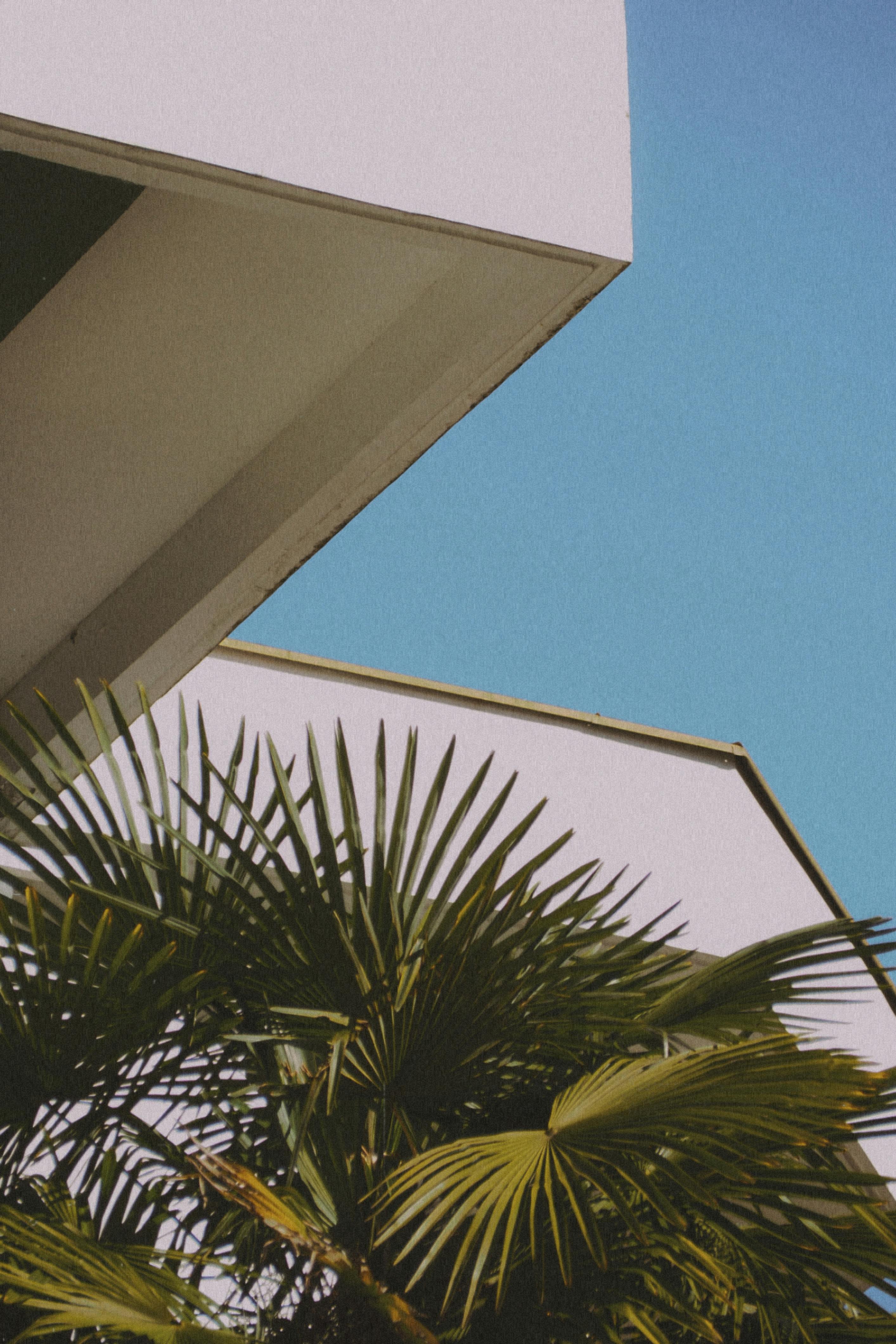 Yuka Tree Crown · Free Stock Photo