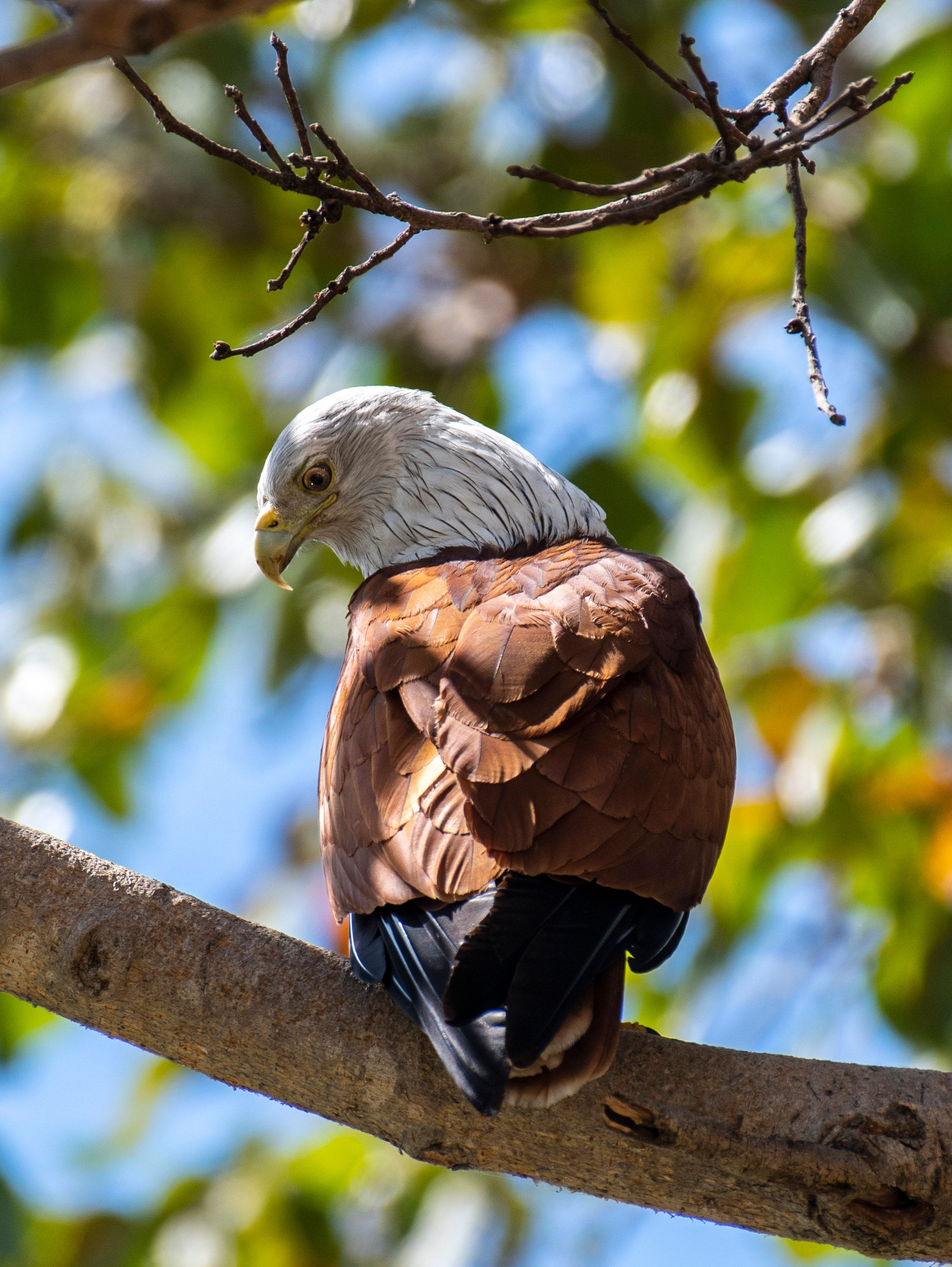 Brown and White Eagle on Tree Branch · Free Stock Photo
