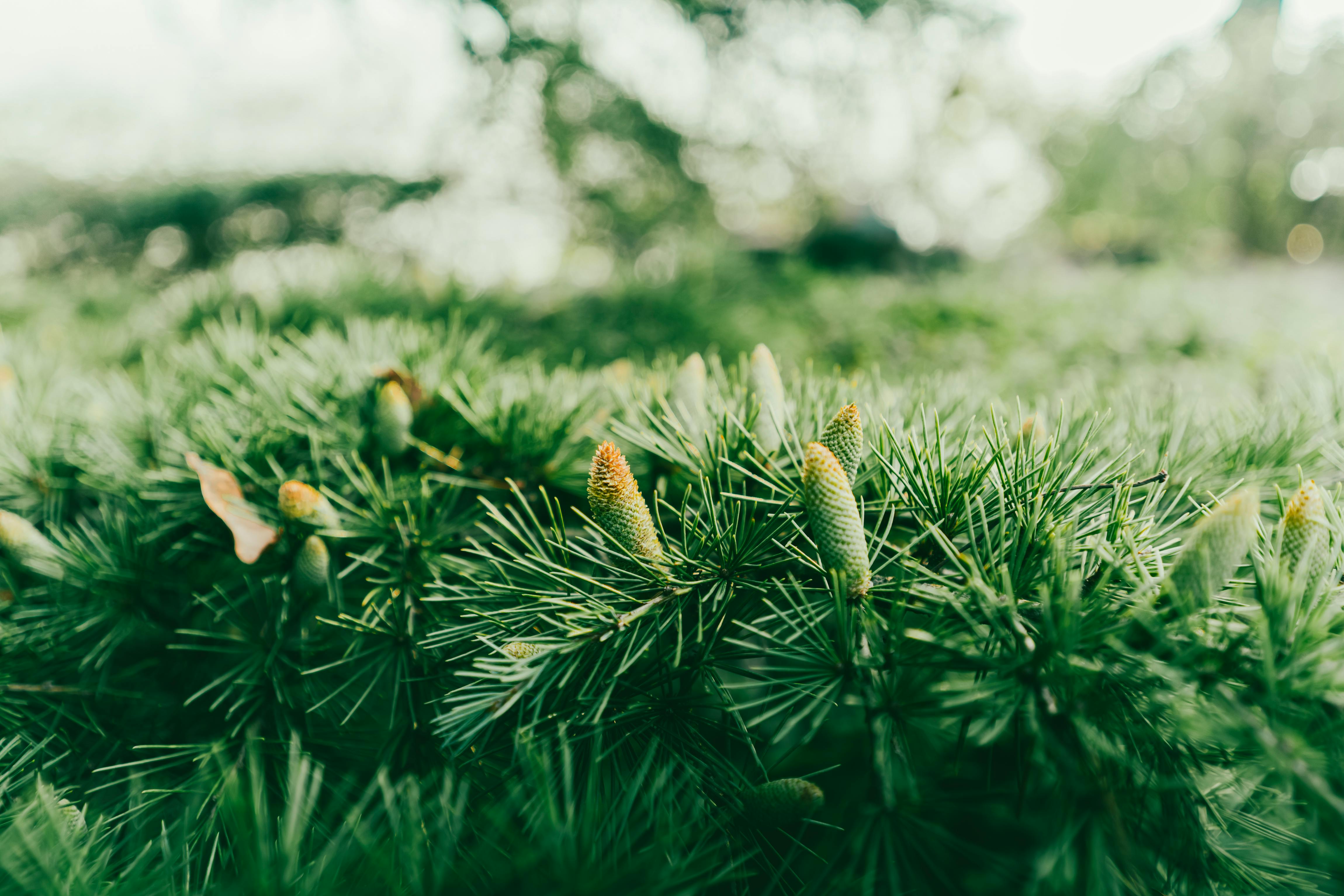 A Tree Branch Photos, Download Free A Tree Branch Stock Photos & HD Images