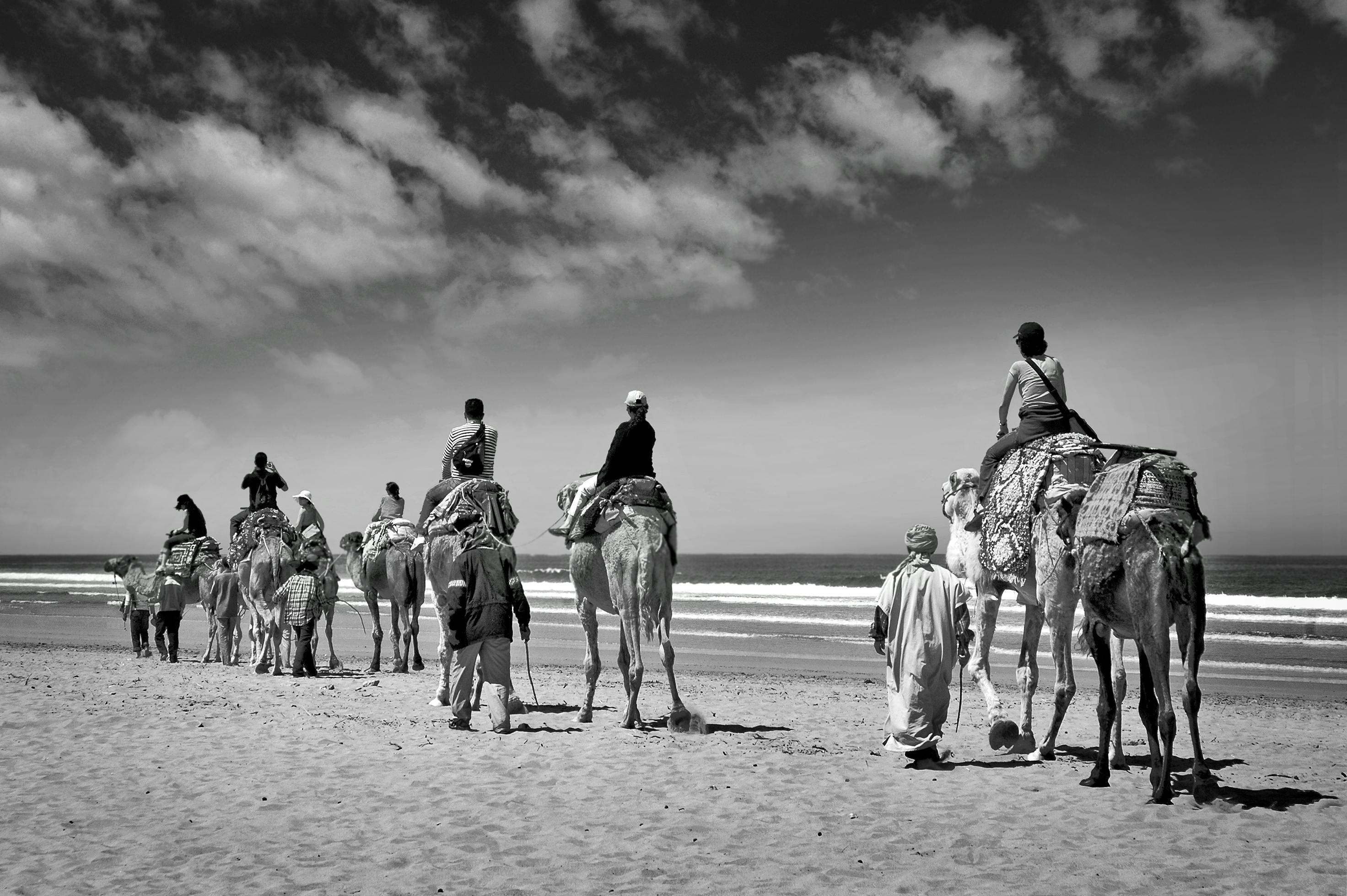 Grayscale Photography of Man Luring Camels · Free Stock Photo