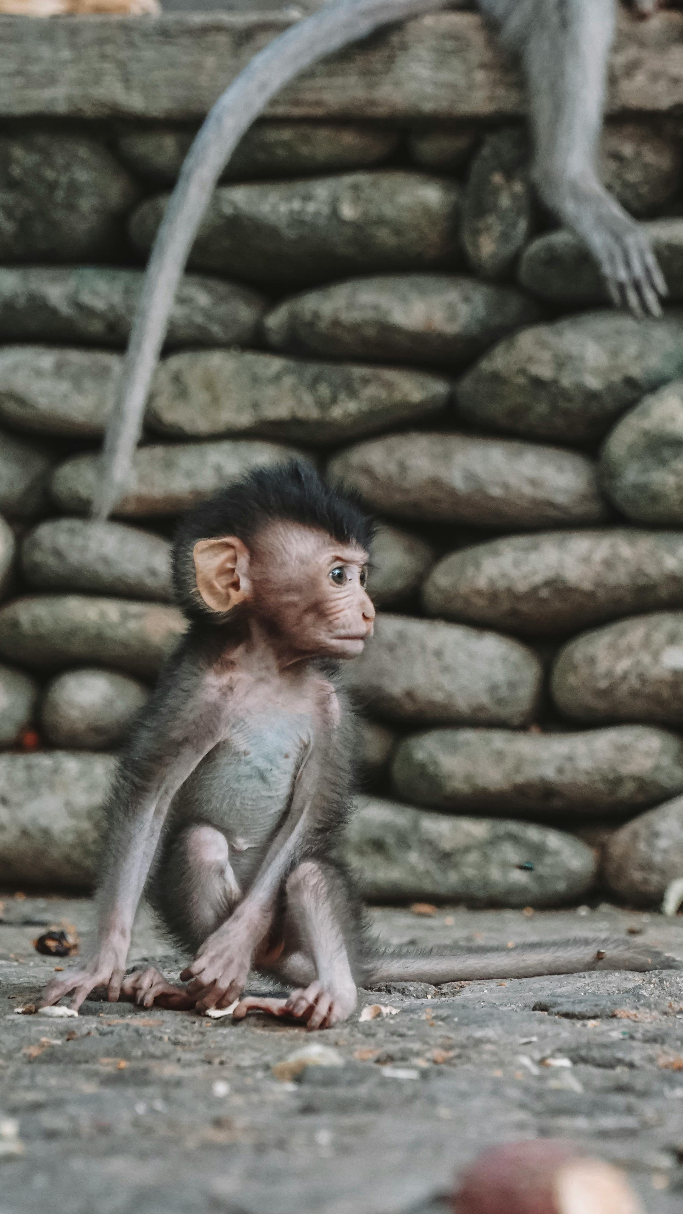 Brown Monkey Sitting on Ground · Free Stock Photo