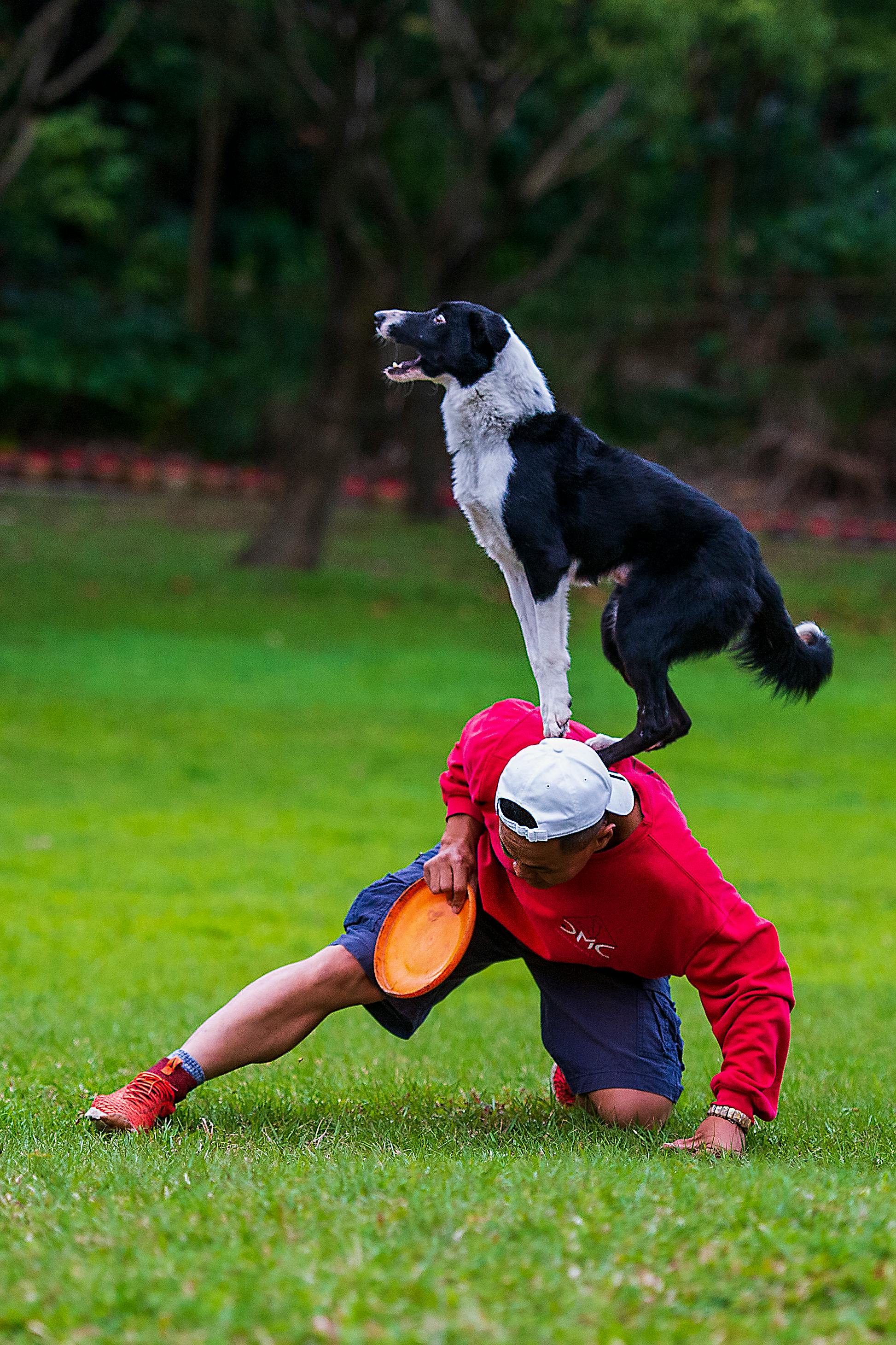 100+ Best Frisbee Photos · 100% Free Download · Pexels Stock Photos