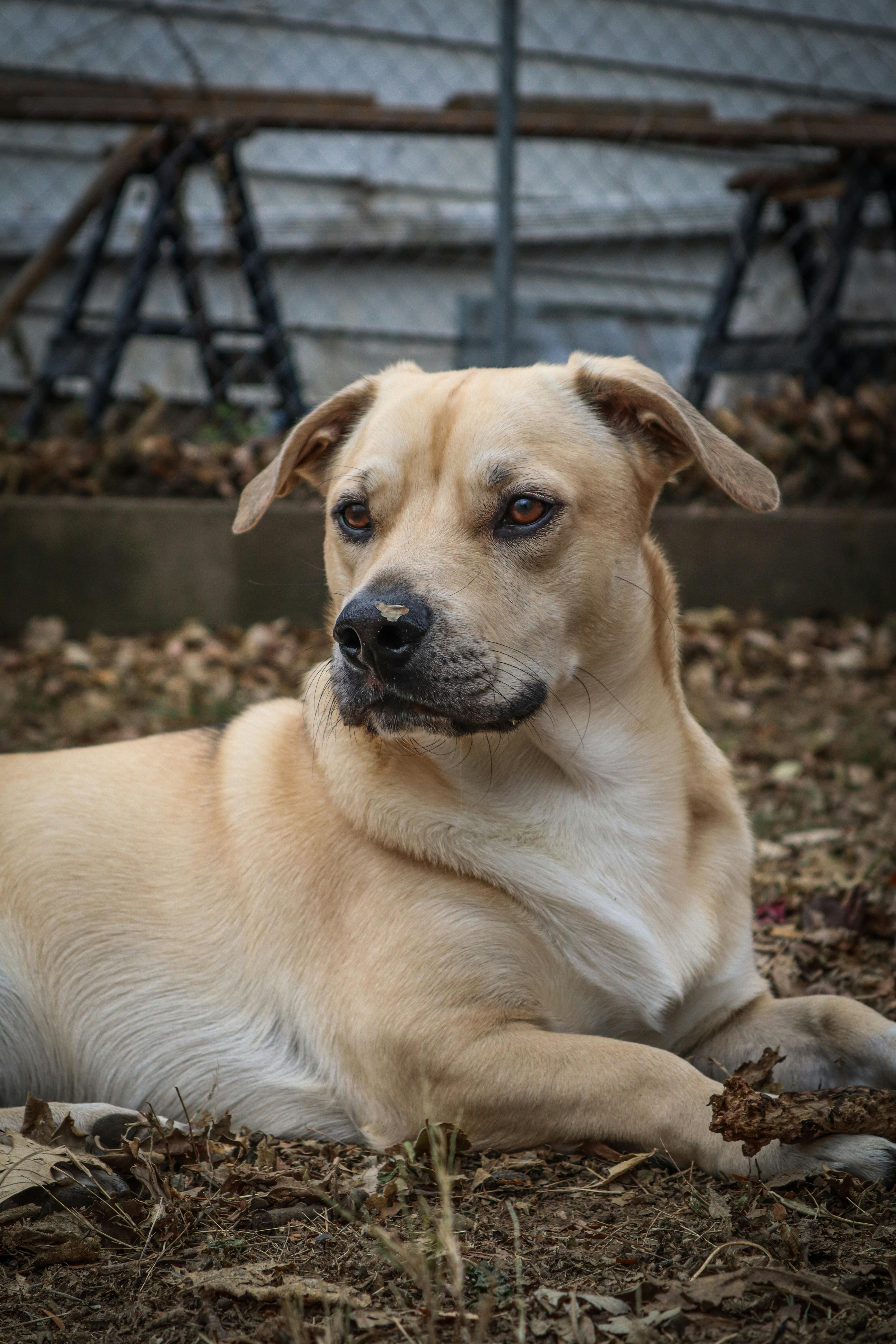 Black Mouth Cur Dog Close-Up Photo · Free Stock Photo