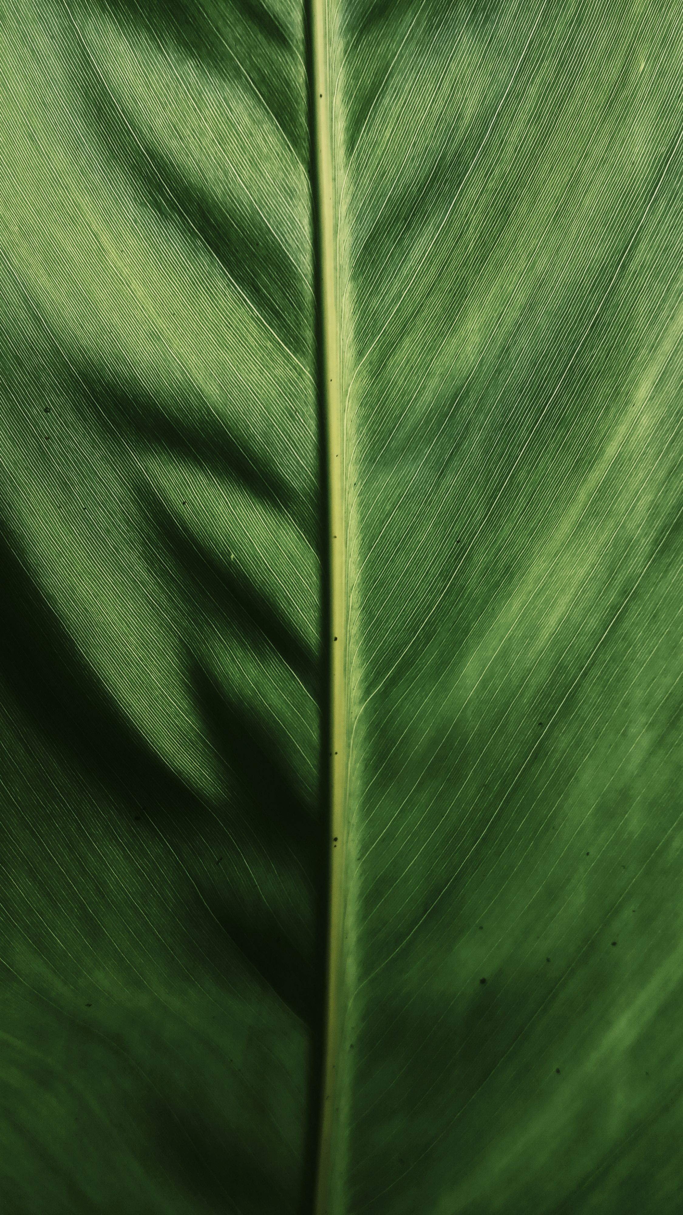 Green Leaf in Close-Up Photography · Free Stock Photo