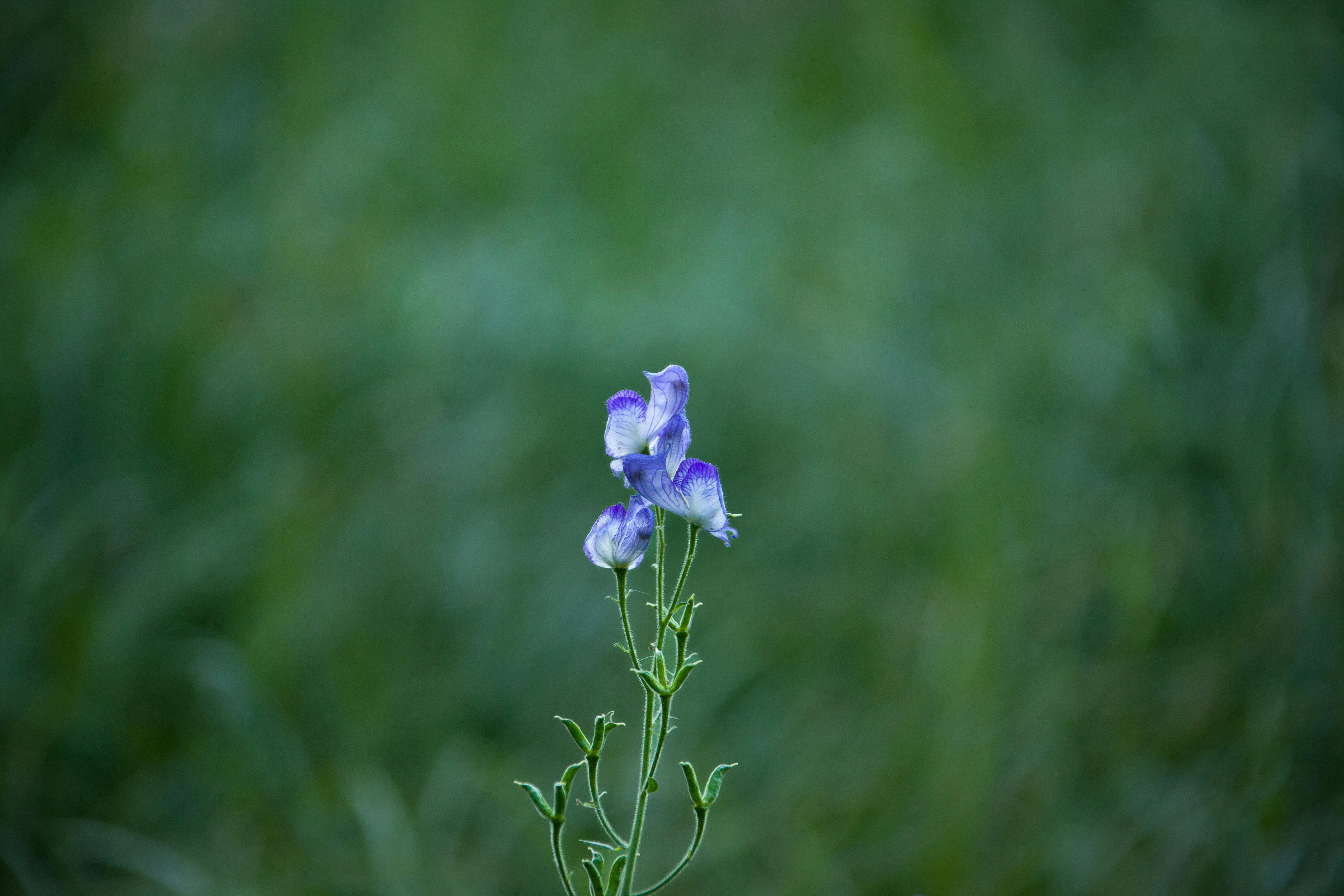 Orange Flowers in Tilt Shift Lens · Free Stock Photo