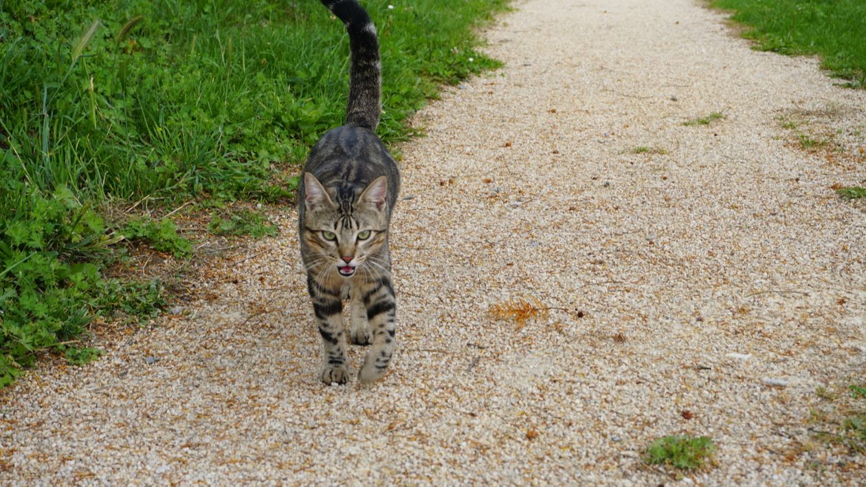 Free Stock Photo Of Cat Cat Face Cat s Eyes free-stock-photo-of-cat-cat-face-cat-s-eyes