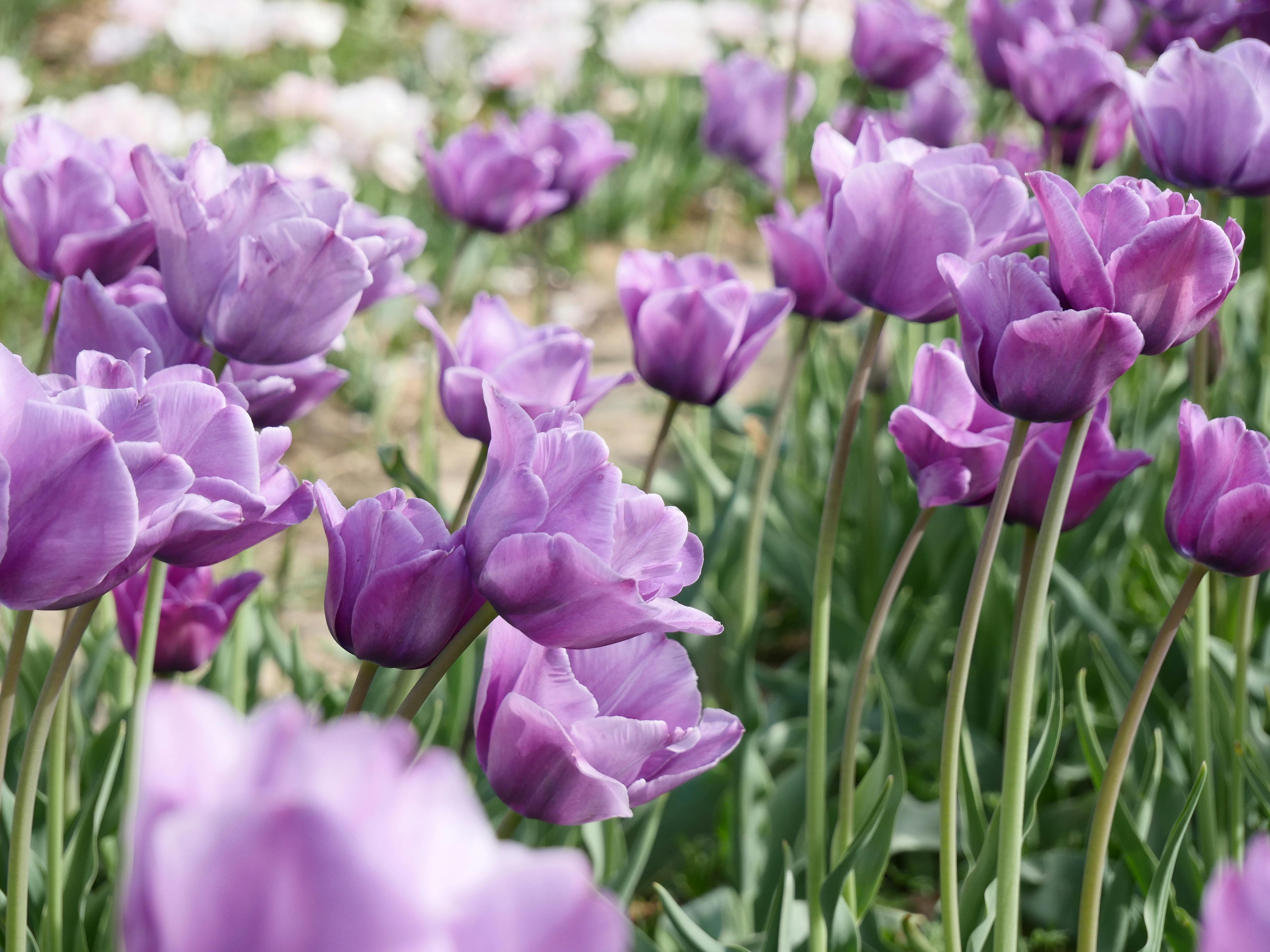 Violet Tulip Flowers · Free Stock Photo