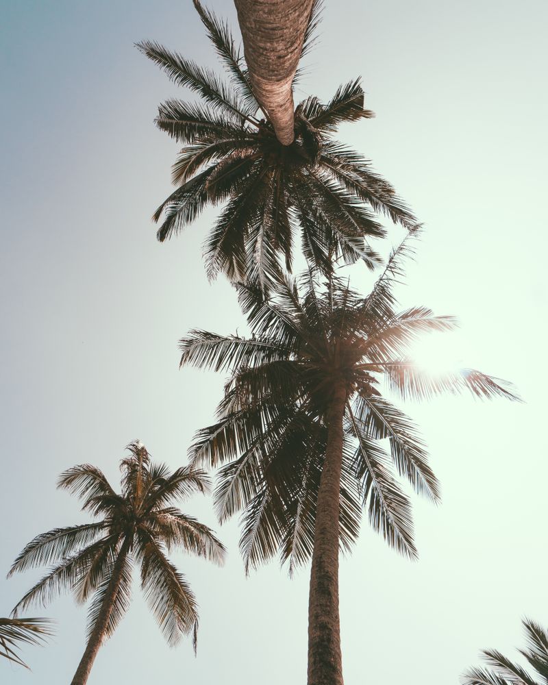 Palm Tree Photos, Download The BEST Free Palm Tree Stock Photos & HD Images