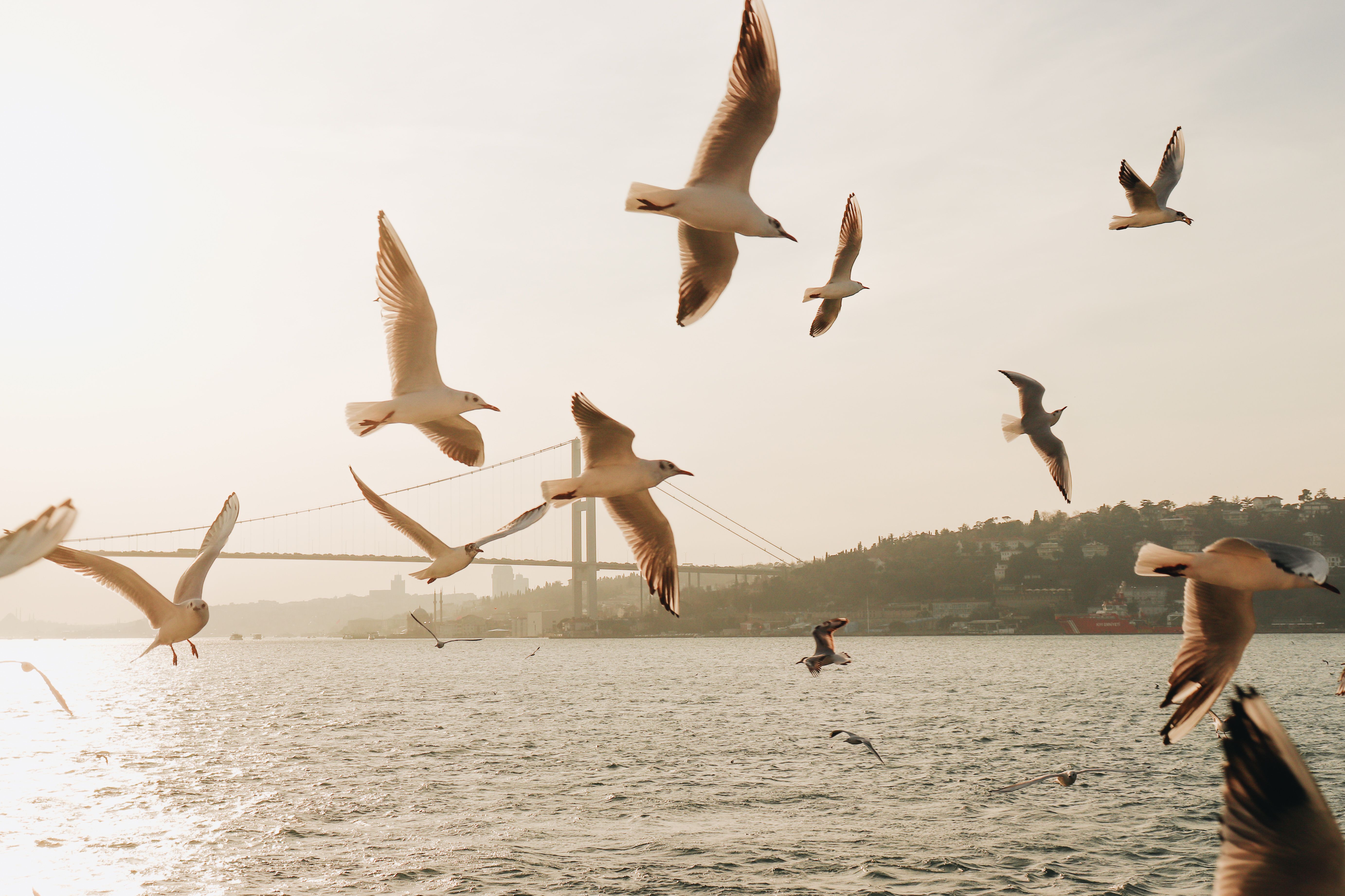 White Bird Flying Over the River · Free Stock Photo
