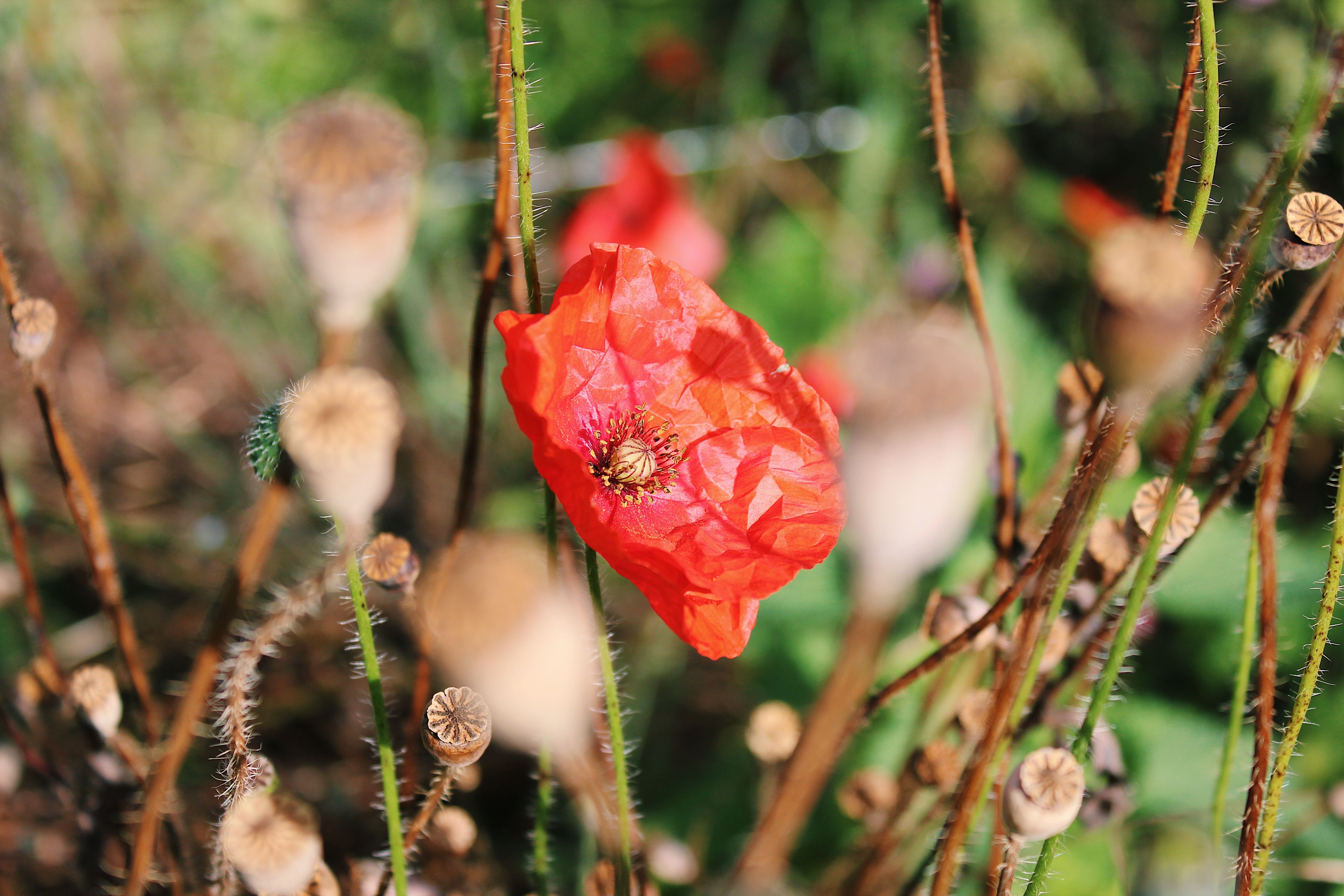 Red Poppy Flowers · Free Stock Photo